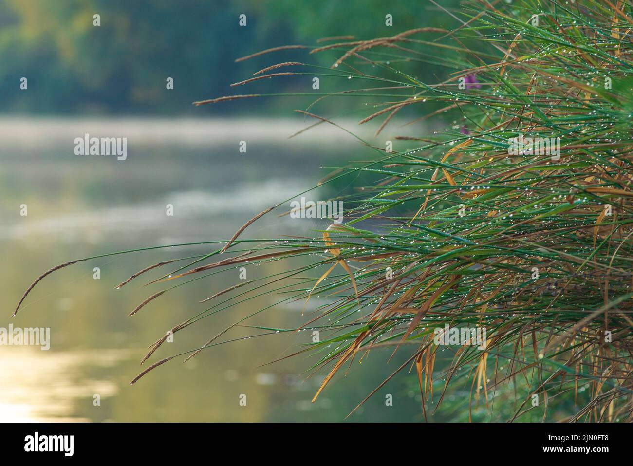 grass dew Early morning river background fog trees. sunlight mist water ...