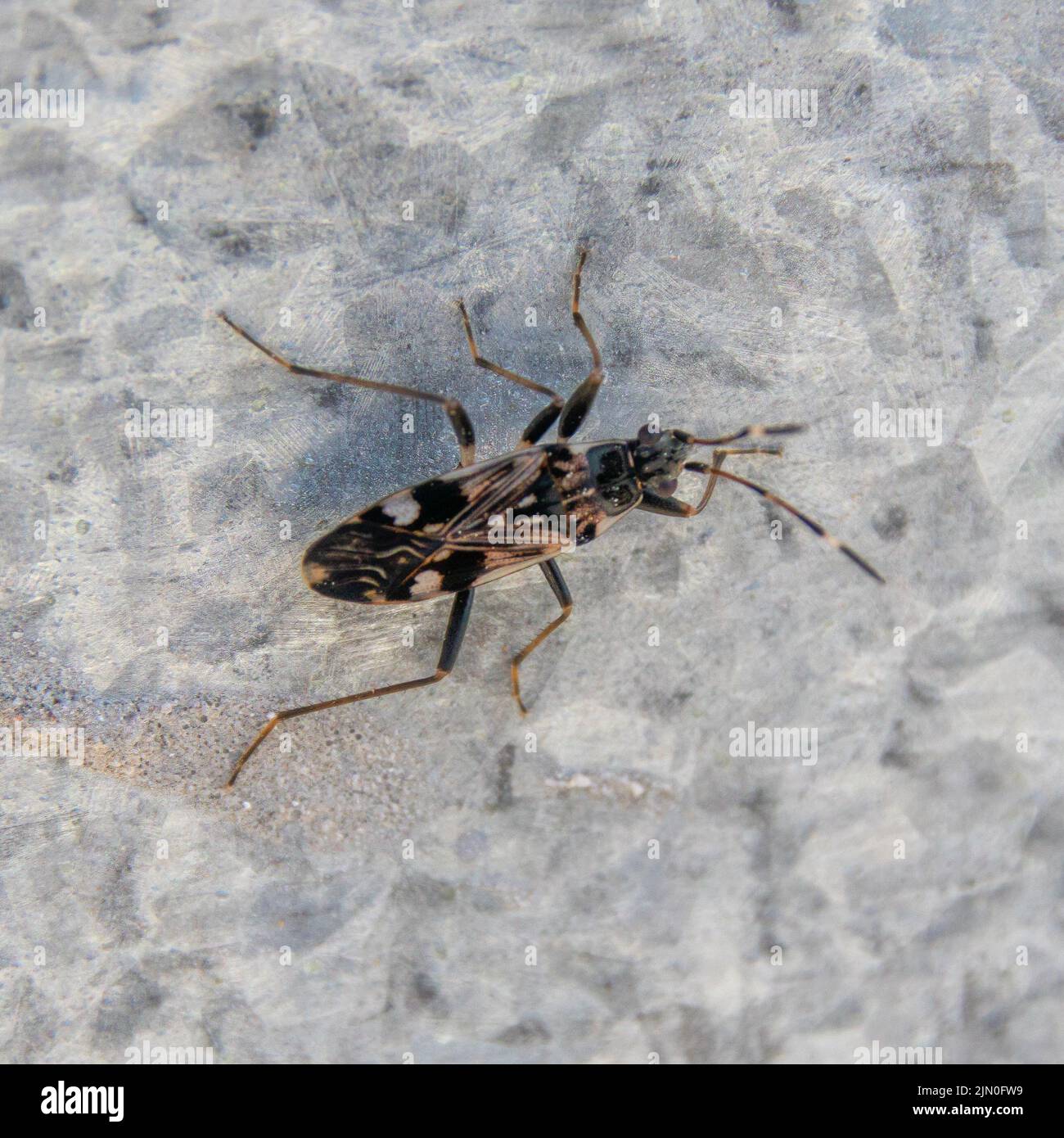 Coastal groundbug hi-res stock photography and images - Alamy