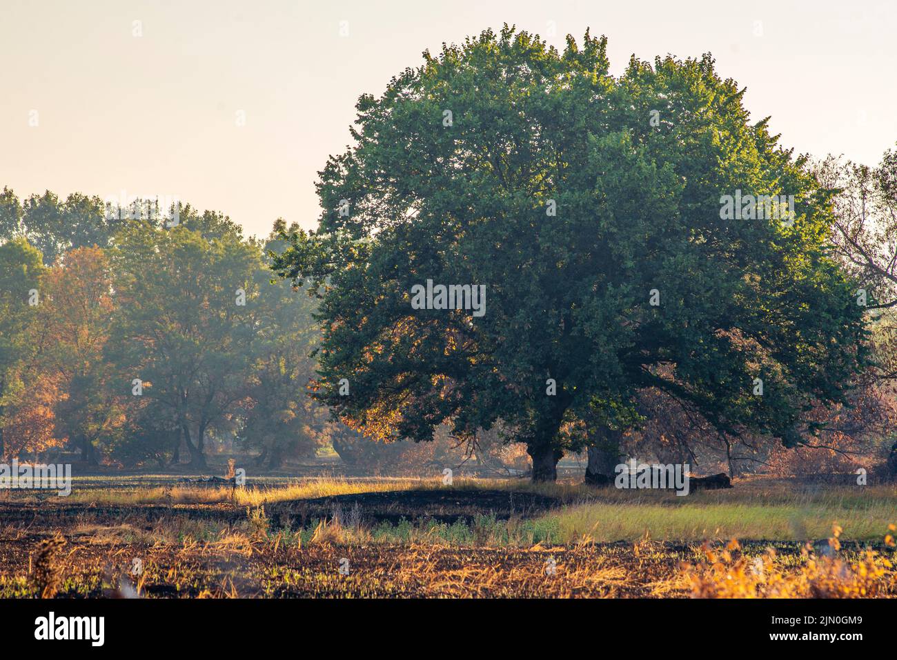 Meadow black charred Forest fire Remains natural disaster Moldova Stock ...