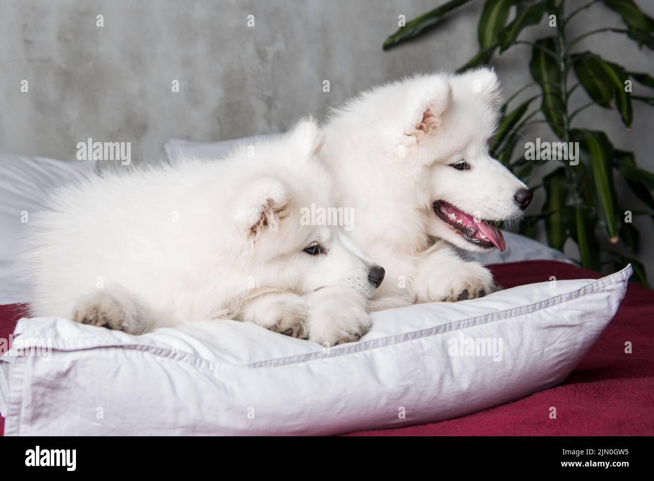 Two white fluffy Samoyed dogs puppies on a white pillow in the bed ...