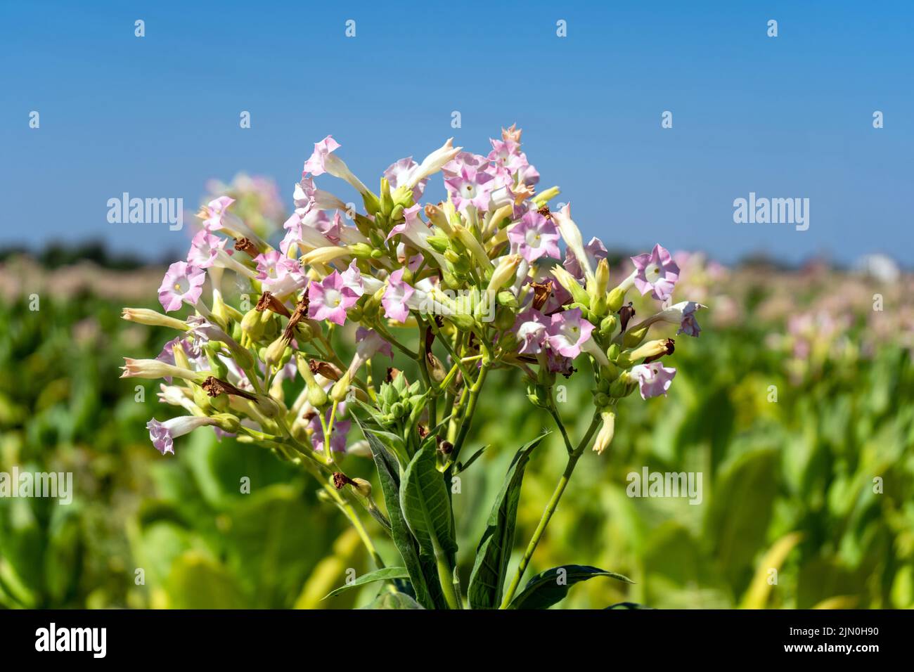Tobacco Flowers. Tobacco big leaf crops growing in tobacco plantation ...