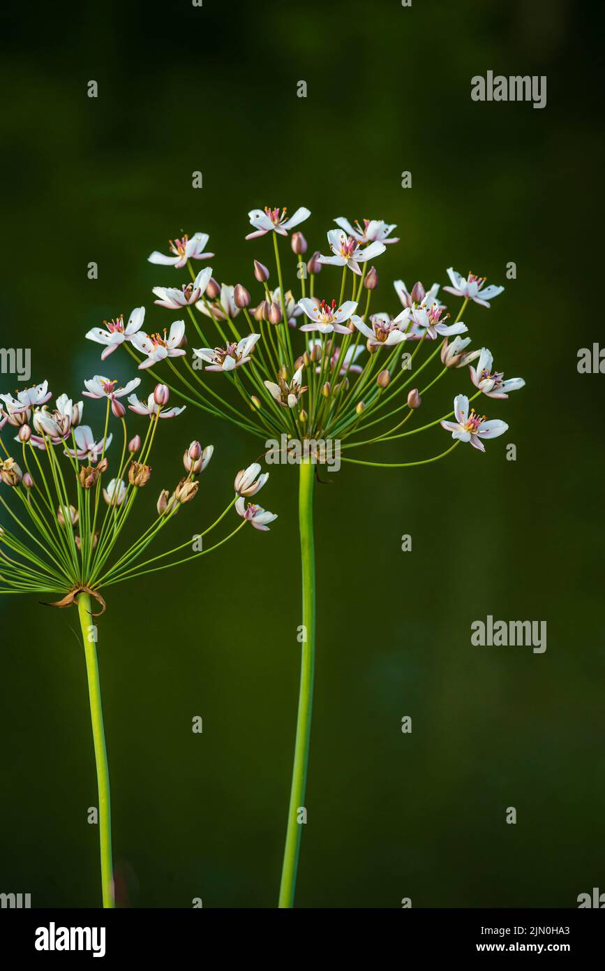 Flowering rush (Butomus umbellatus) sunset green blue background ...