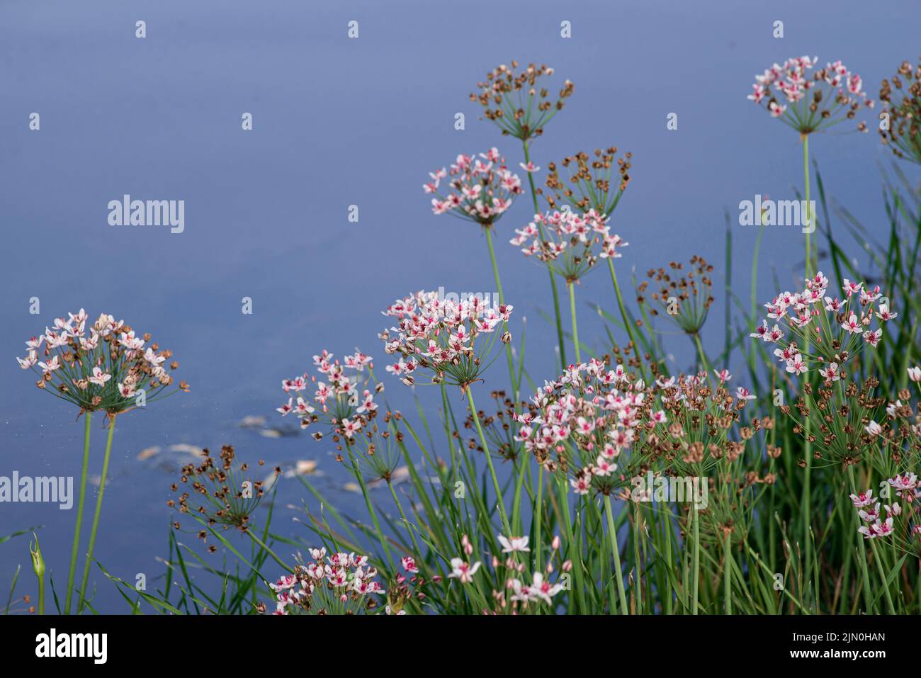 Flowering rush (Butomus umbellatus) sunset green blue background ...