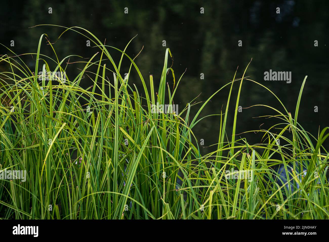 carex elata, Grashalme (syn. stricta), Tussock sedge grass near fiver ...