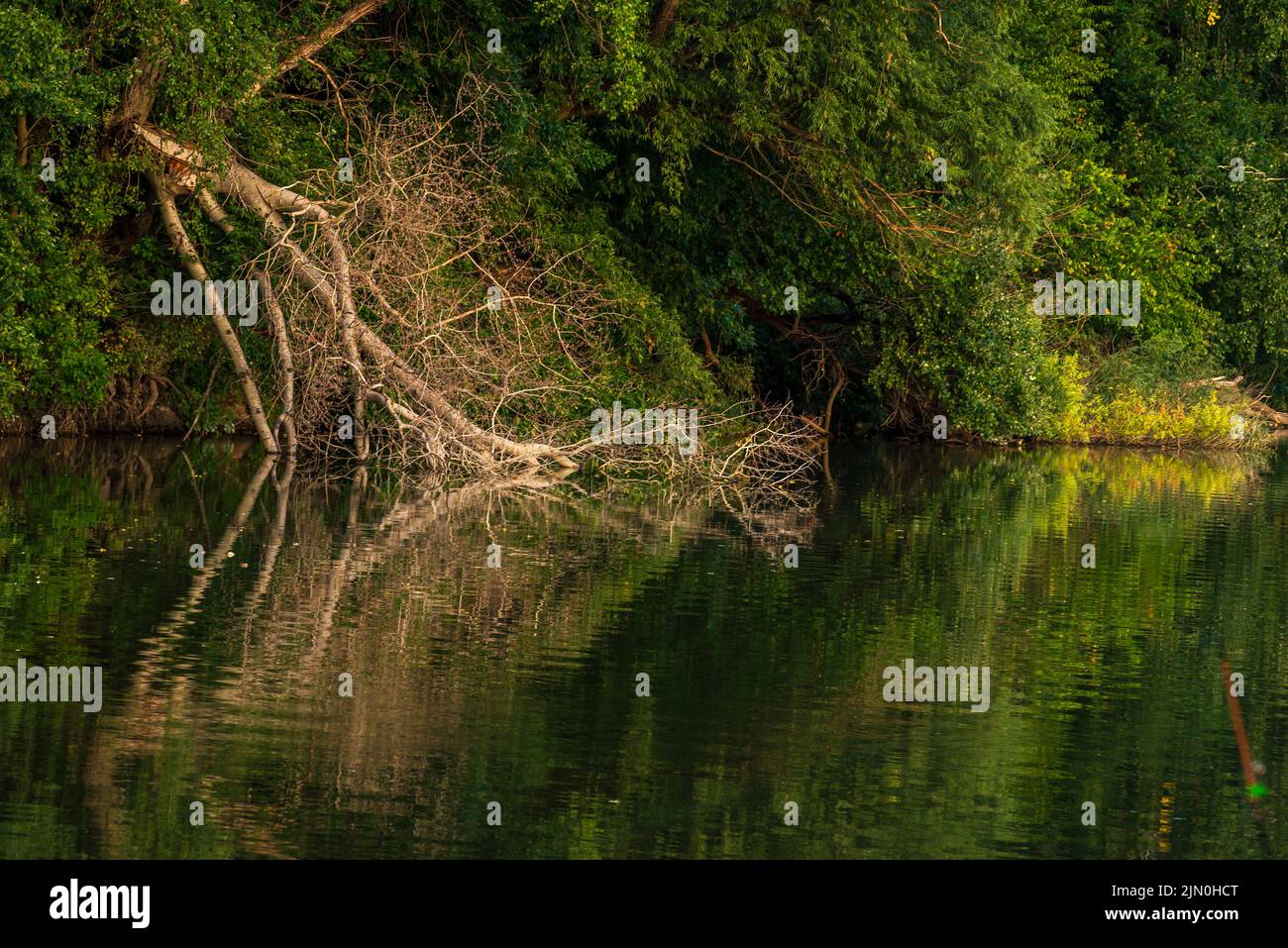 old dry branches in the river grassy bank reflection calm water ...