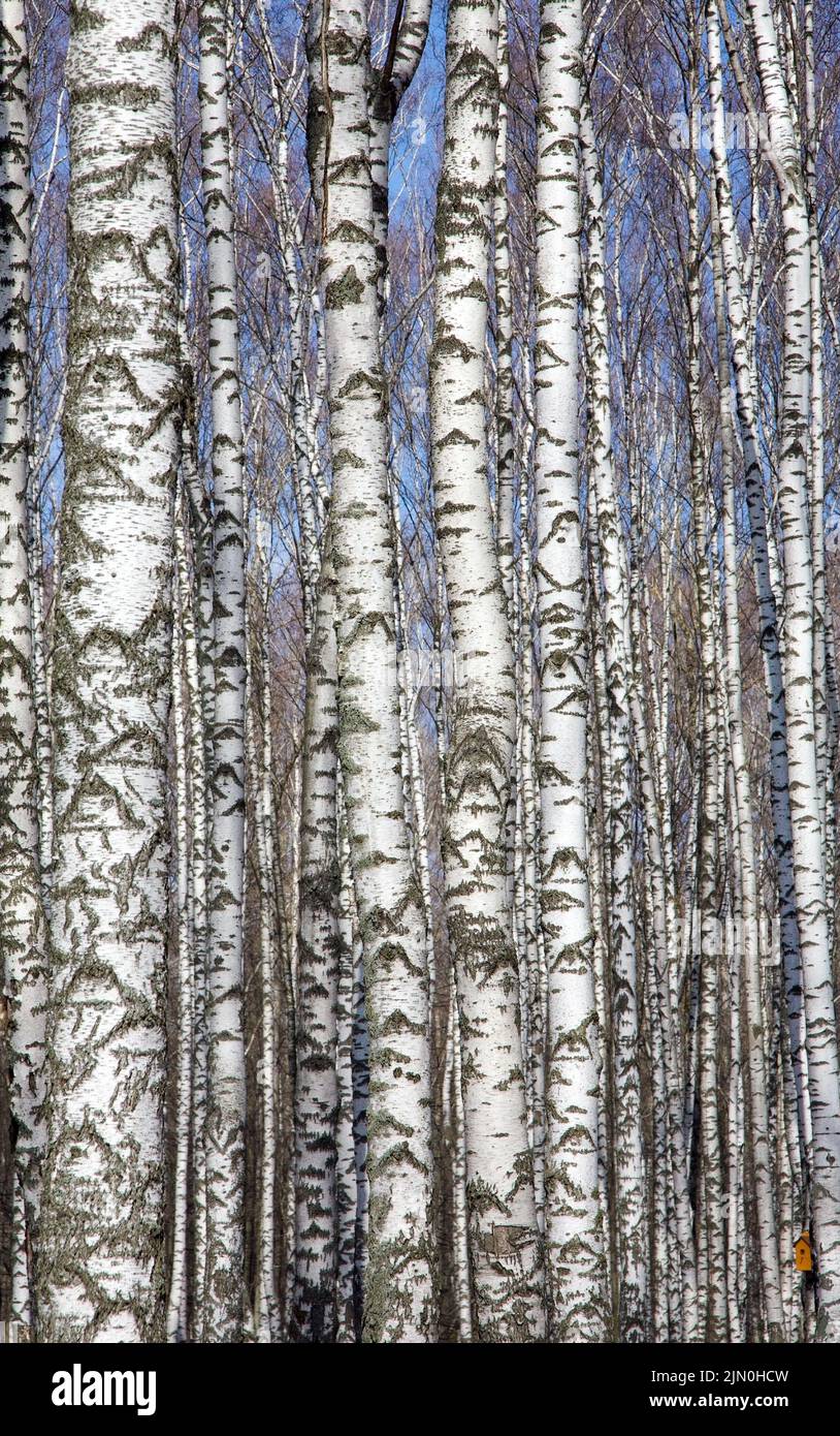 Trunks of spring birches in sunny weather Stock Photo - Alamy