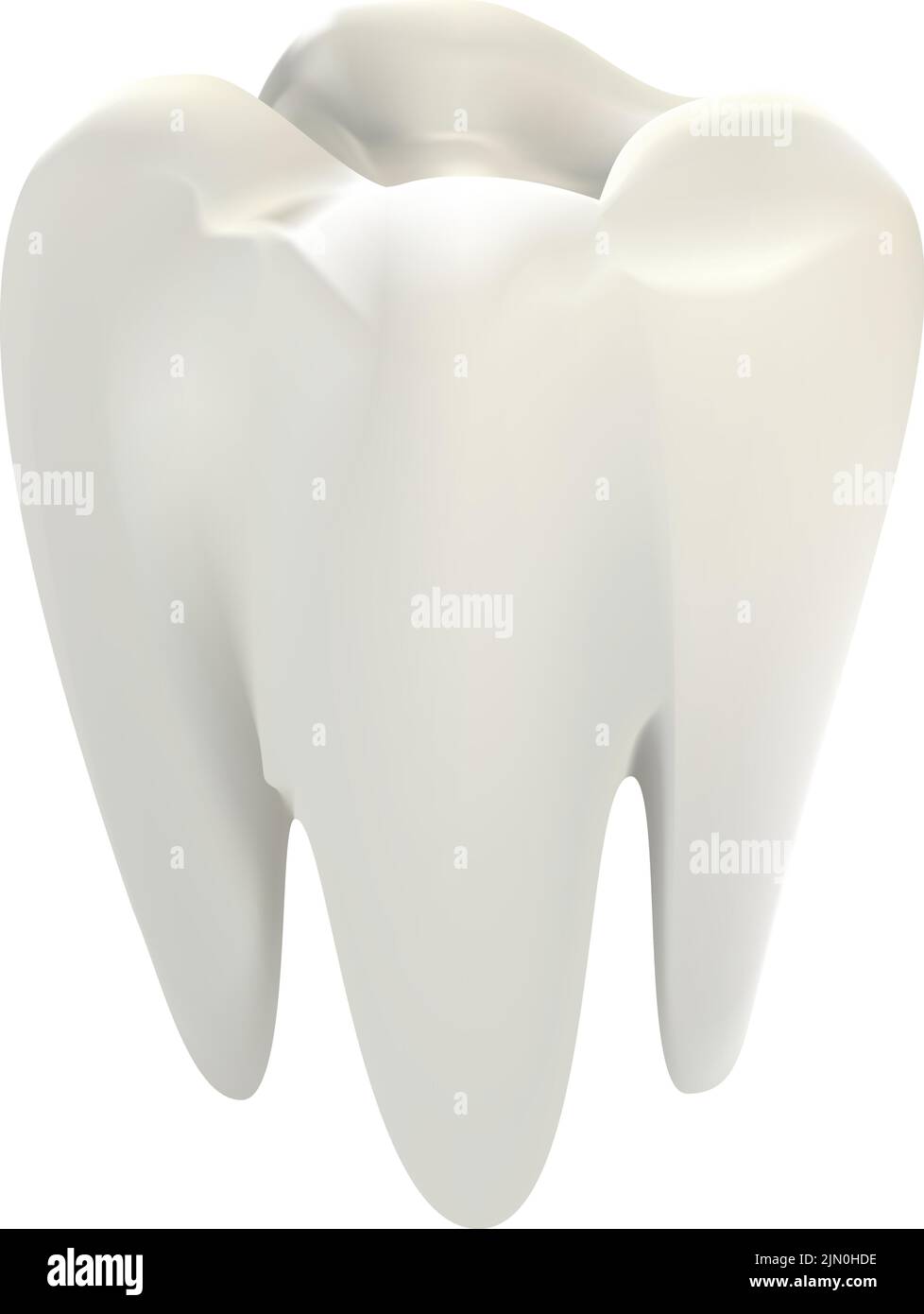 The tooth model Stock Vector Images - Alamy