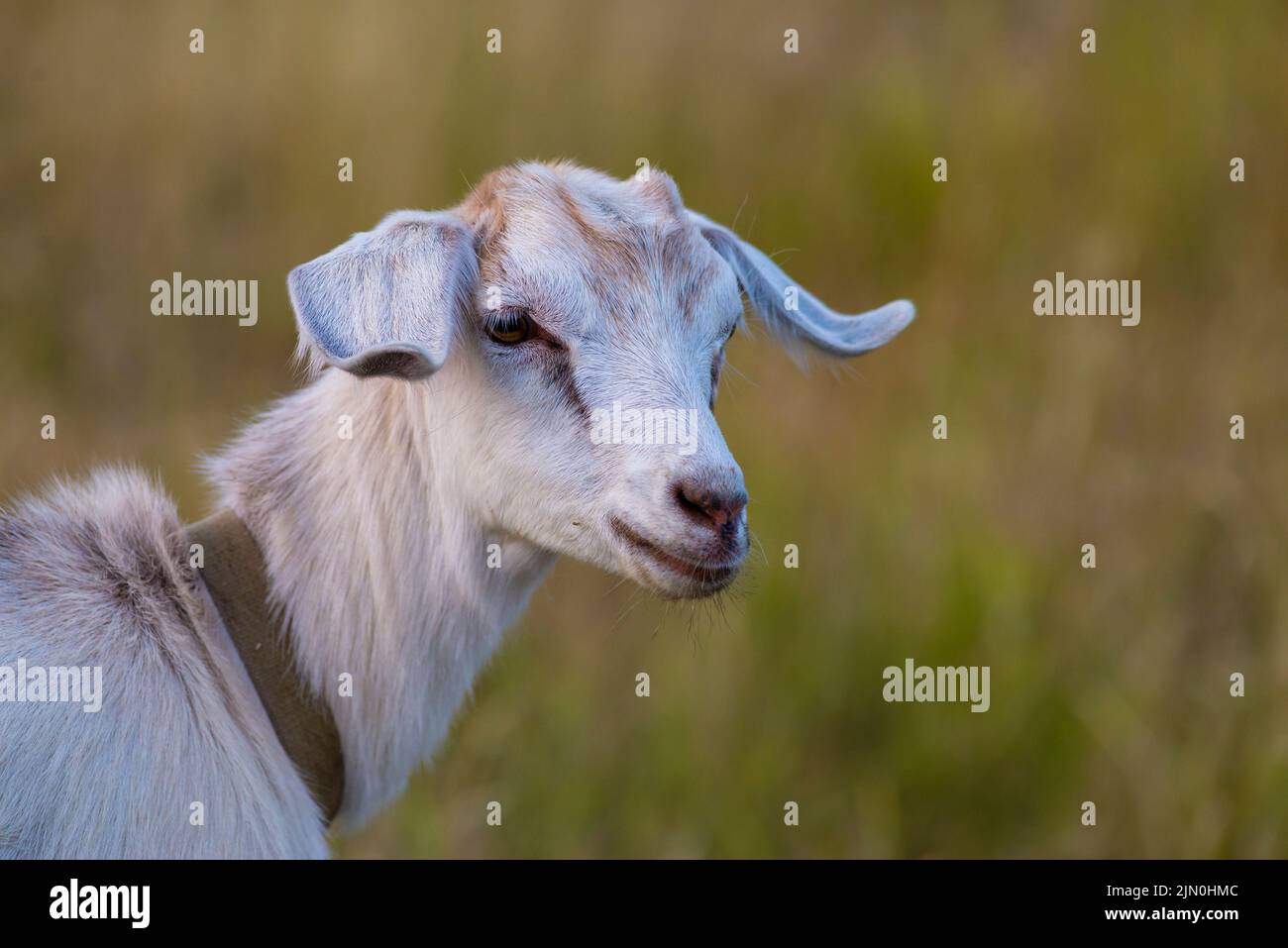 Cute beautiful autumn Young goatling outdoors she-goat feeding with ...