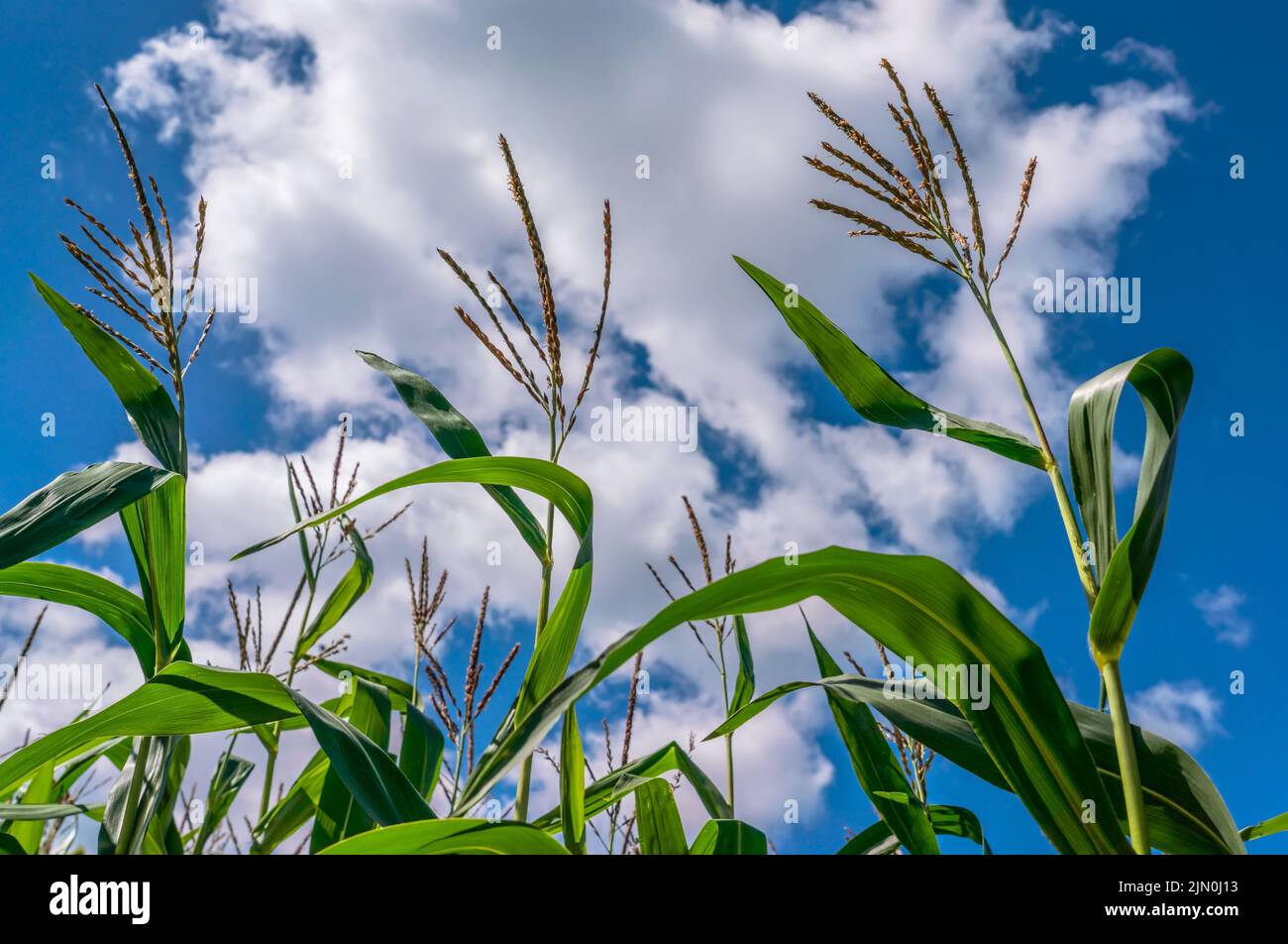 Corn Field. A close up view of corn plants reaching towards a dramatic ...