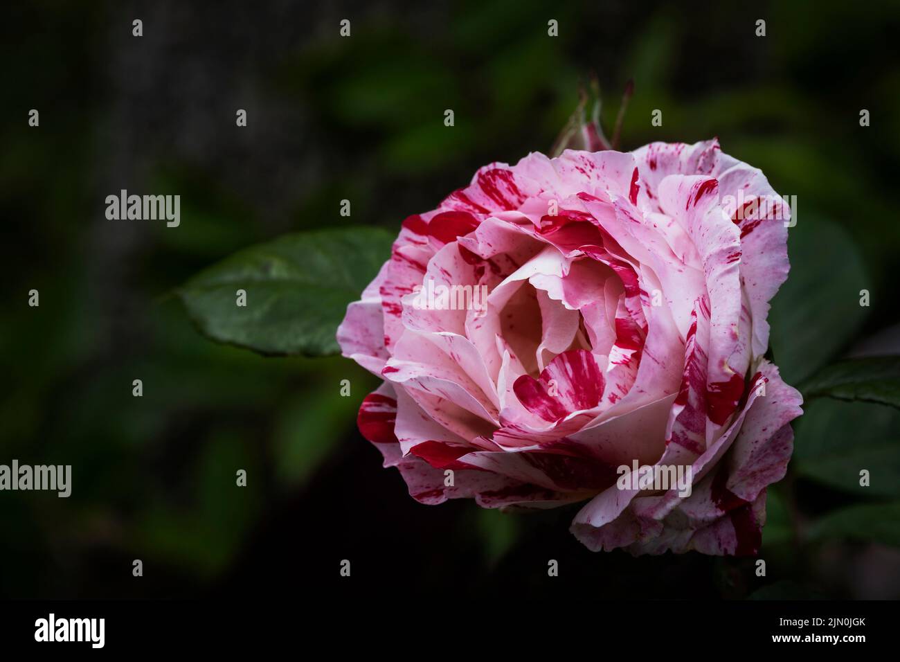 Rosa Scentimental. A red and white striped Floribunda rose growing in a ...