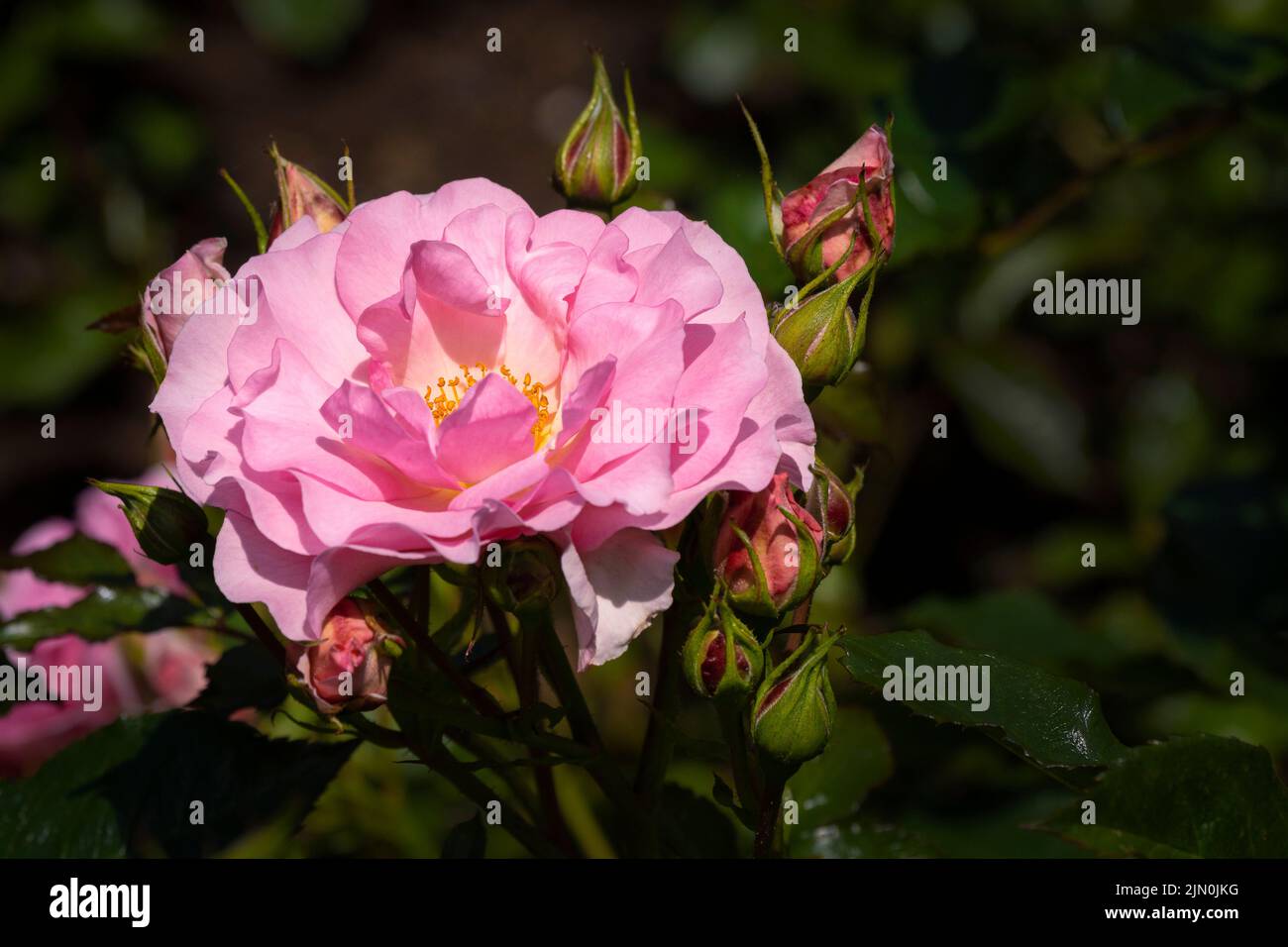 Rose Rosa Happy Retirement. Tantoras. A floribunda bushy rose with ...