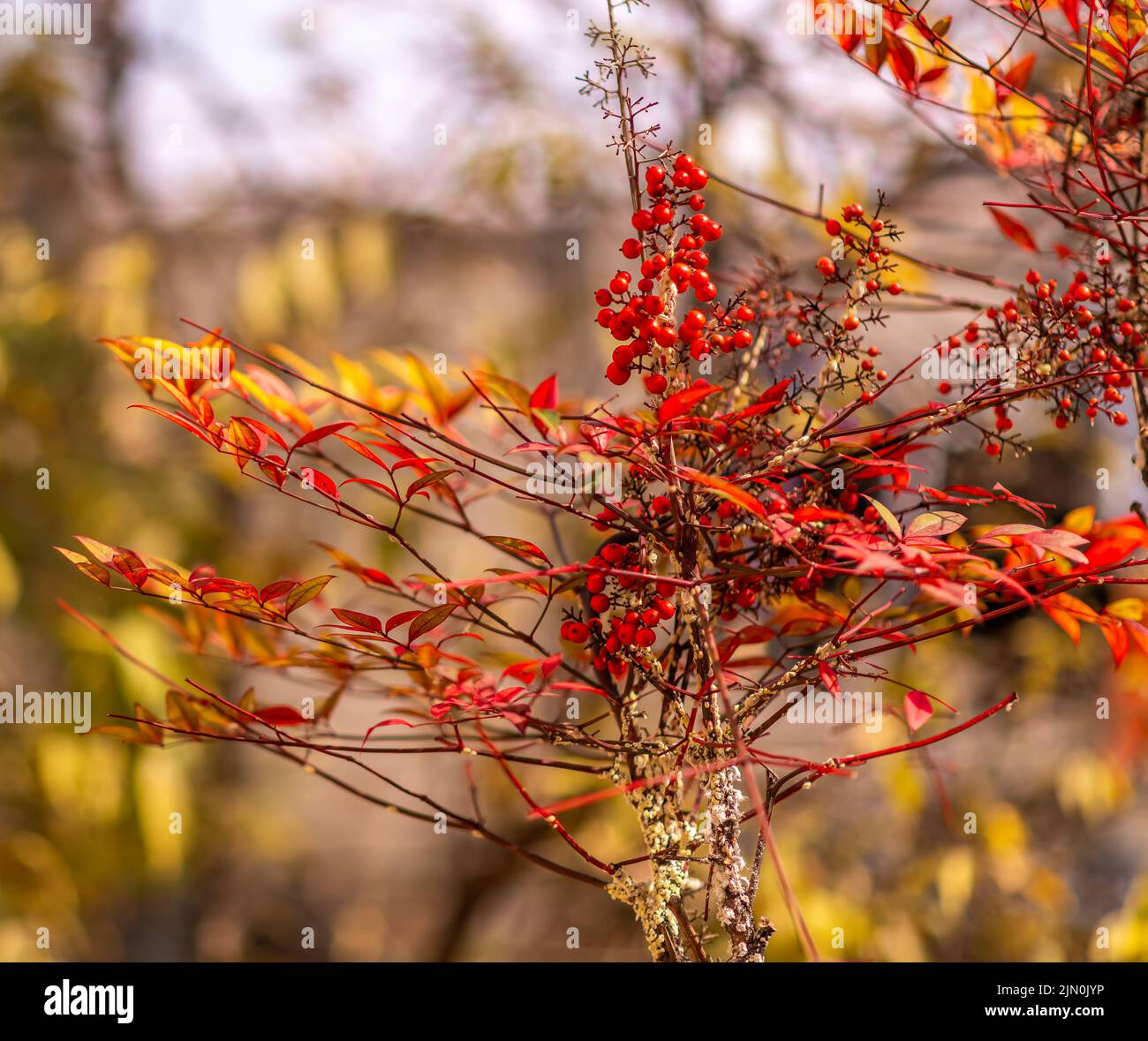 Nandina Domestica tree in Johannesburg Stock Photo - Alamy