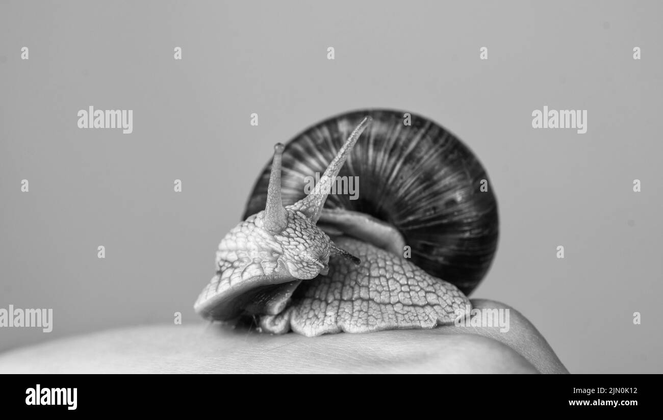 snail on human hand making skin soft and smooth, skin care Stock Photo ...