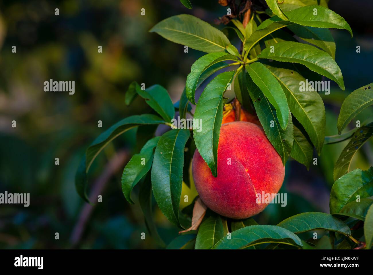Peaches growing on a tree branches Fresh sunset light blur green ...