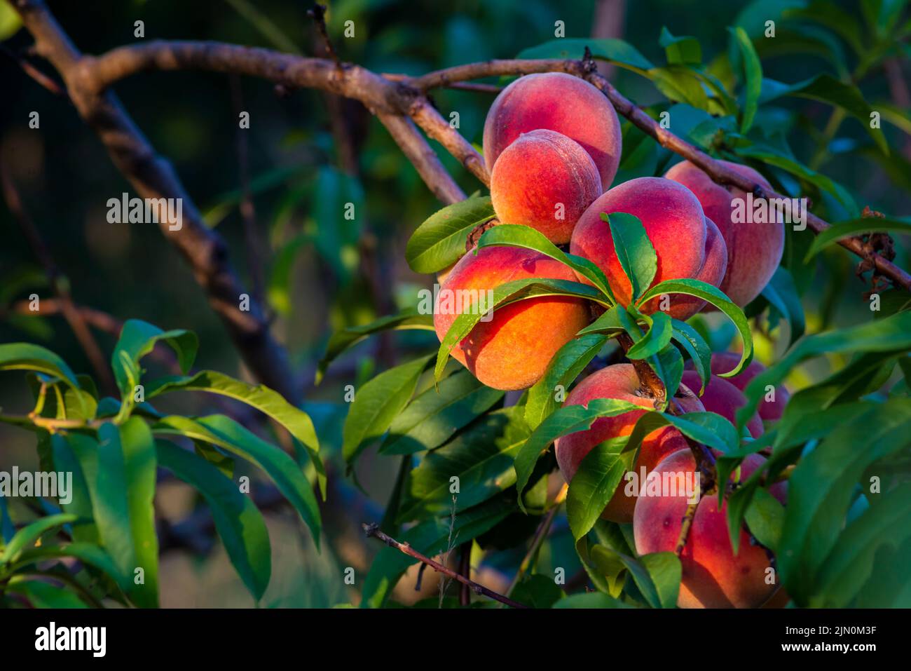 Peaches growing on a tree branches Fresh sunset light blur green ...