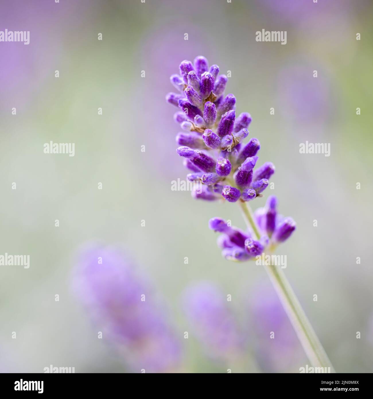 A close up of an English Lavender flower against a background of out of ...