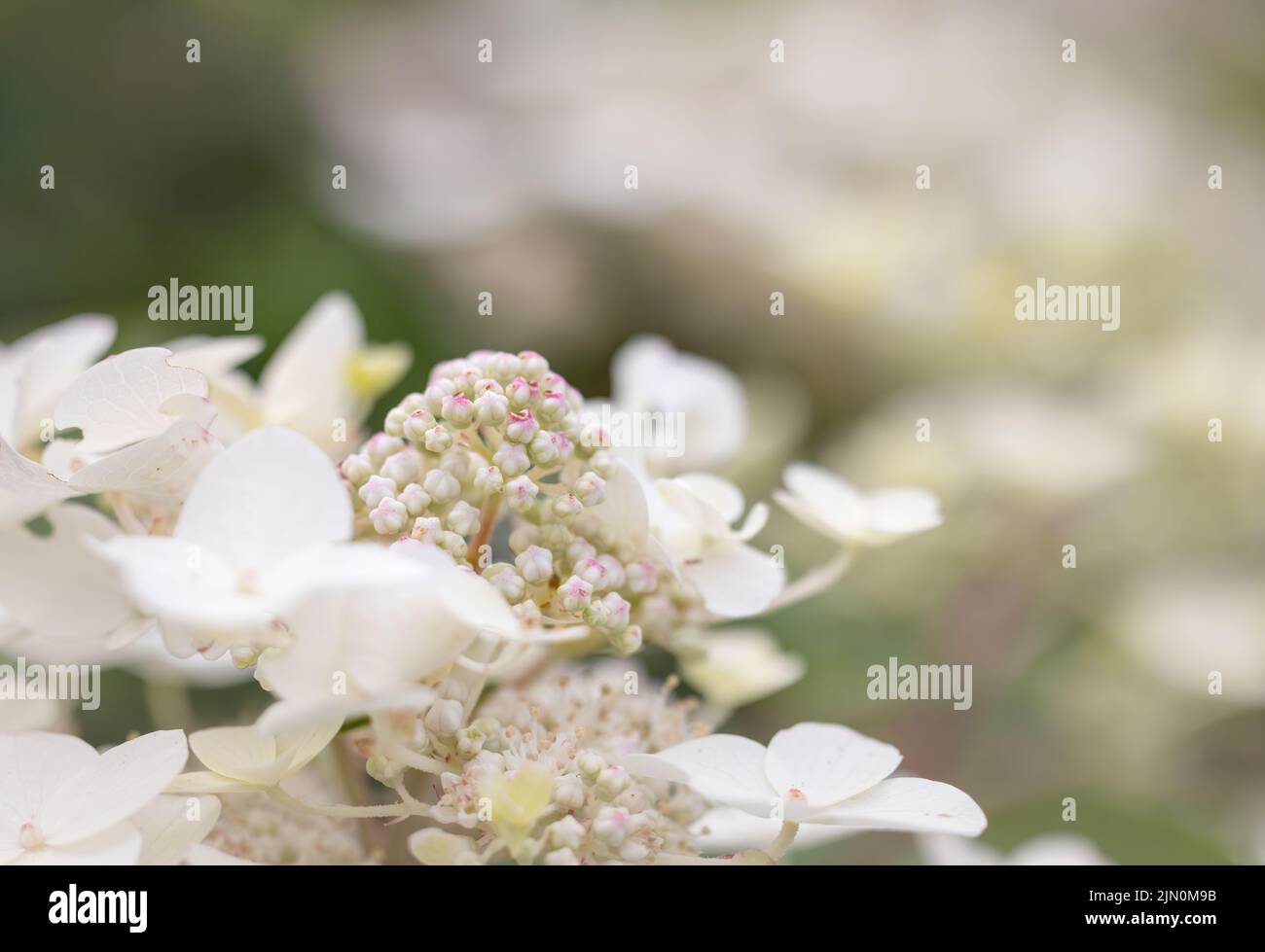 A close up of the flower head of a beautiful White Hydrangea showing ...
