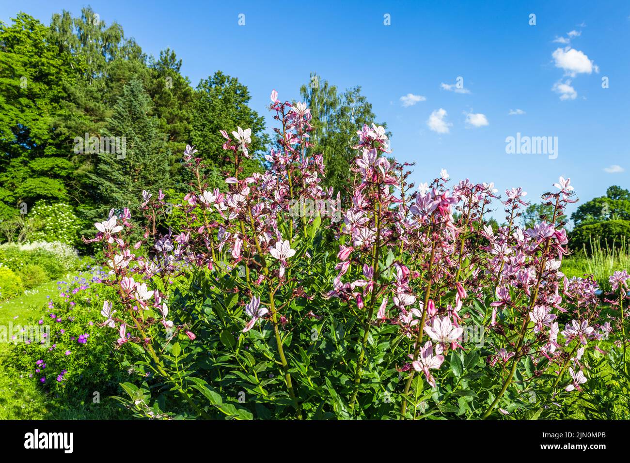 Dictamnus Albus flowering plant blooms in the summer garden Stock Photo ...