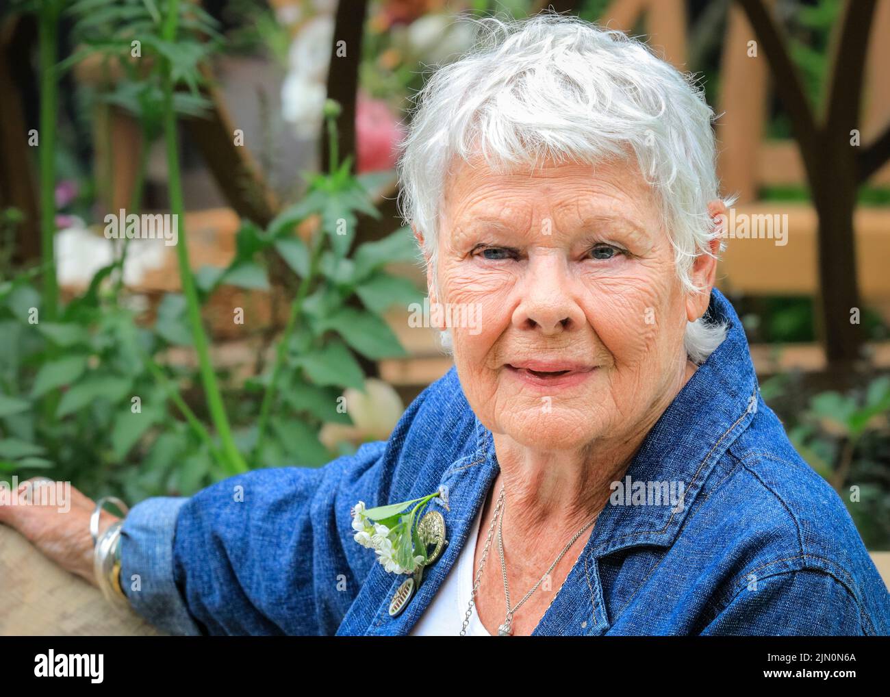 Dame Judi Dench, English actress, Chelsea Flower Show, close up head ...