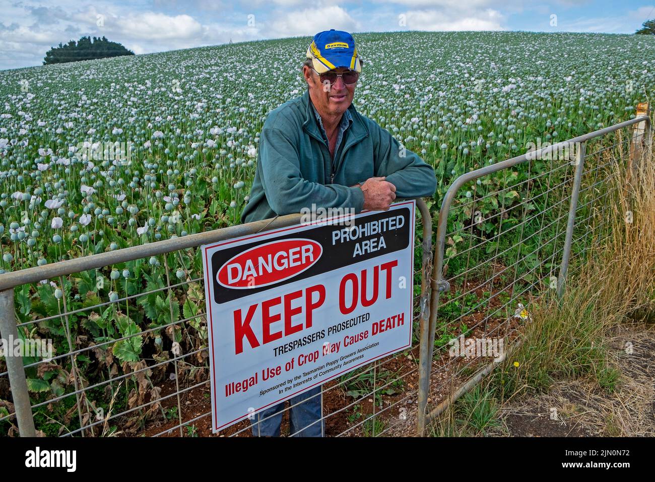 Opium poppy farmer Craigie Elphinstone, with his crop, near Sassafras ...