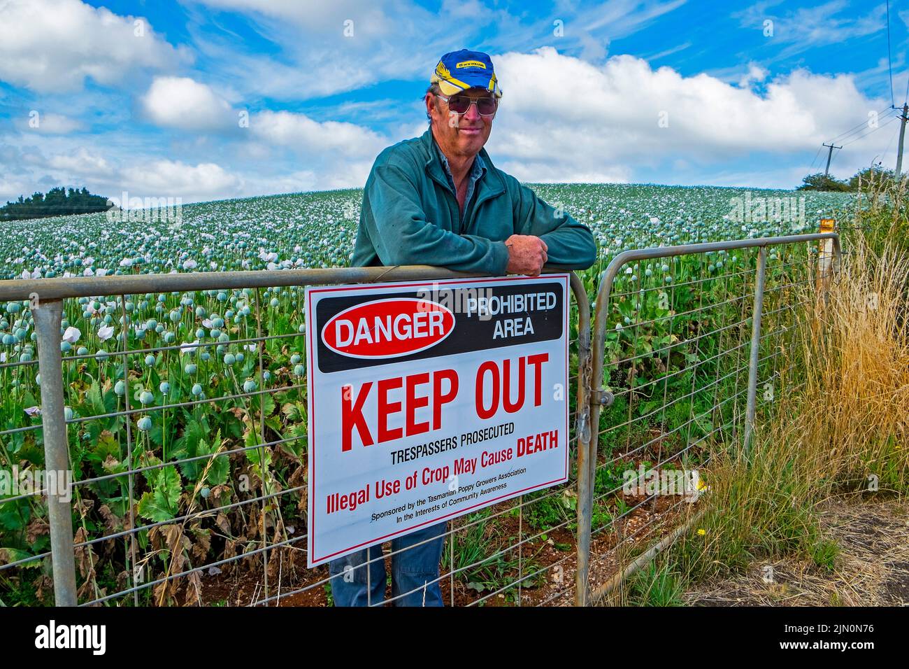 Opium poppy farmer Craigie Elphinstone, with his crop, near Sassafras ...