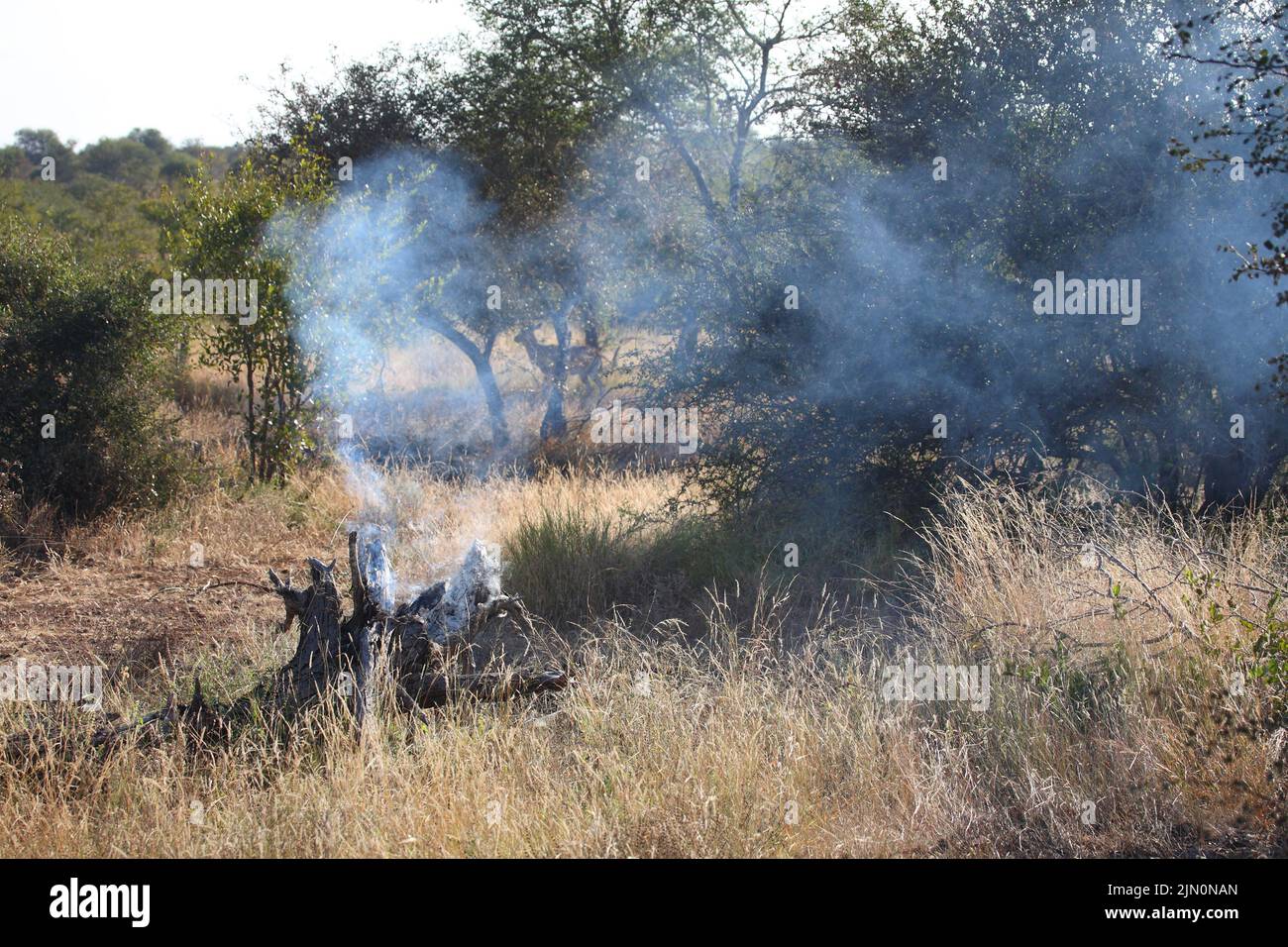 Afrikanischer Busch - Krügerpark - Buschfeuer / African Bush - Kruger ...