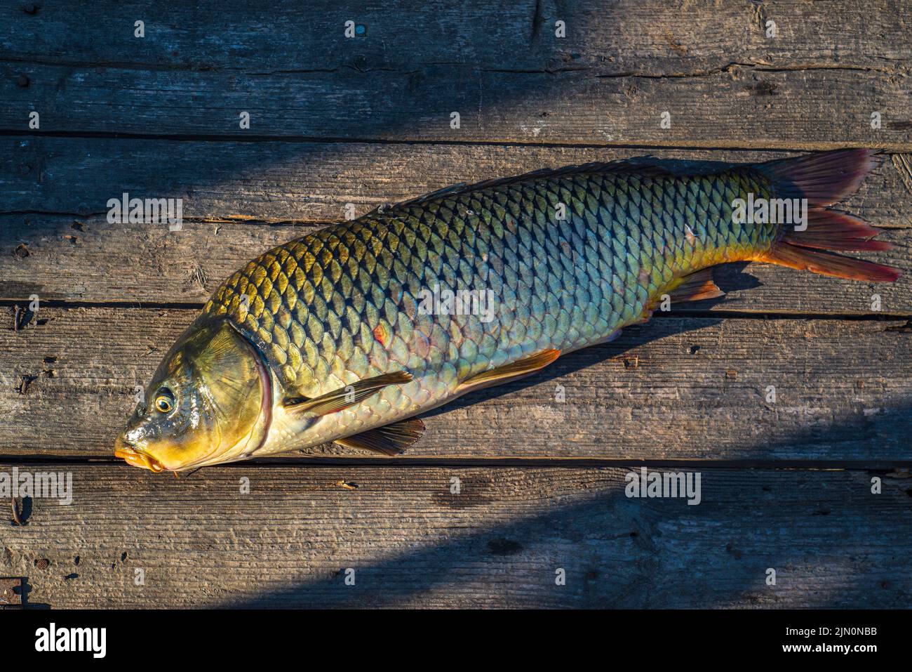 beautiful big carp. Angling. Carp fishing. Fishing adventures, carp ...