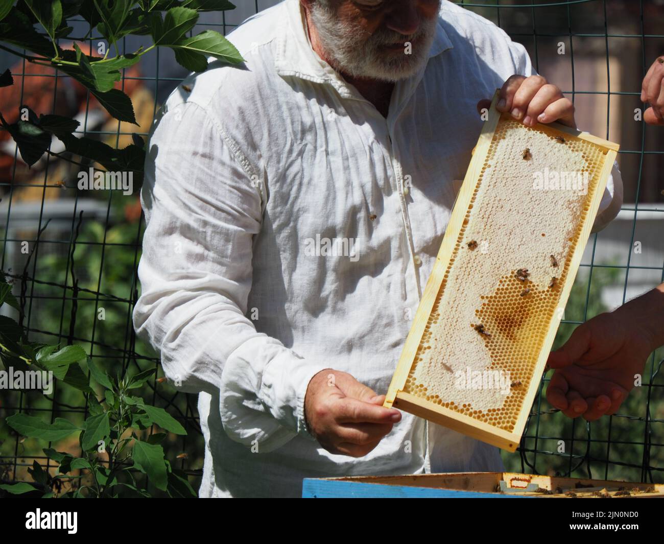 Master bee keeper pulls out a frame with honey from the beehive in the colony Stock Photo - Alamy