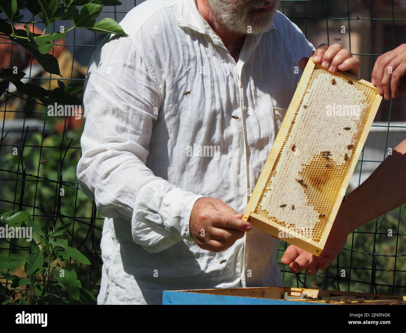 Master bee keeper pulls out a frame with honey from the beehive in the ...