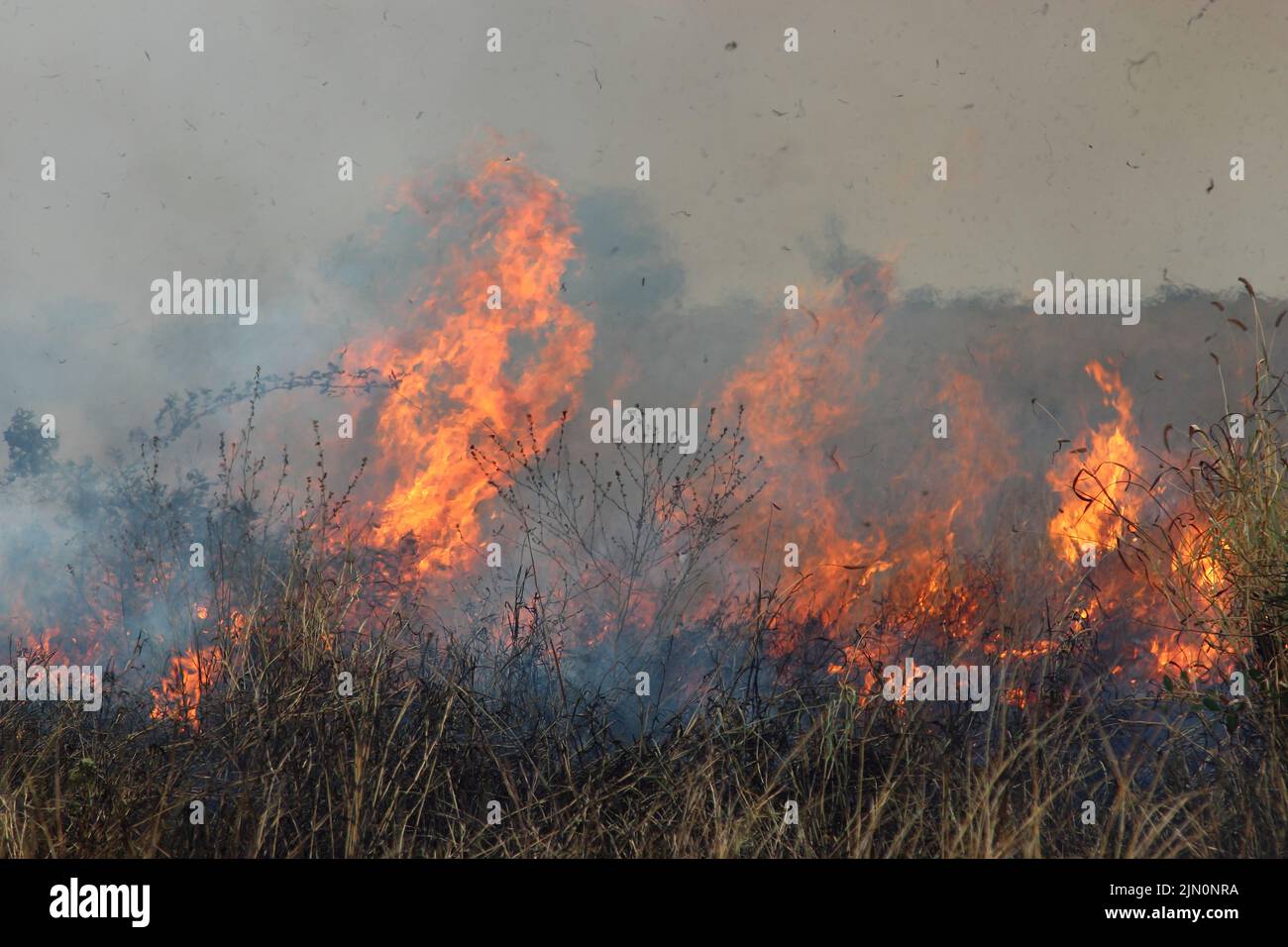 Afrikanischer Busch - Krügerpark - Buschfeuer / African Bush - Kruger ...