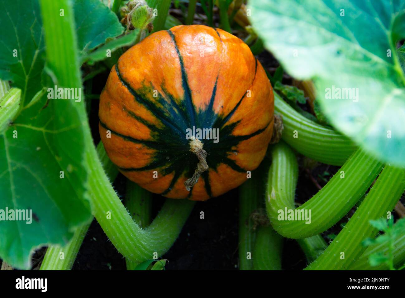 variety of trunk squash of yellow and orange colors in the garden Stock ...