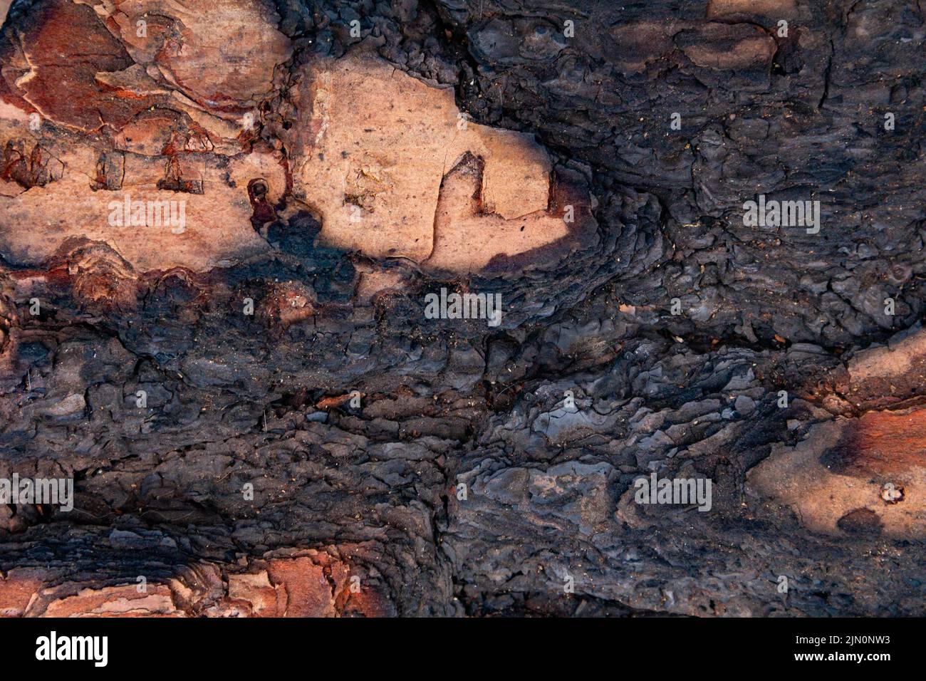 rustic background with pine bark texture Stock Photo - Alamy