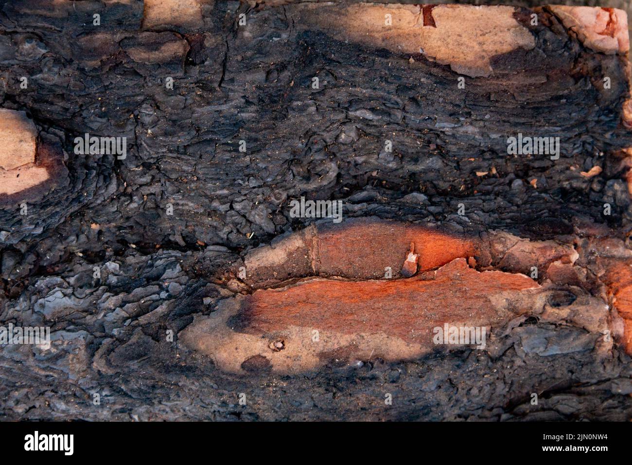 rustic background with pine bark texture Stock Photo - Alamy