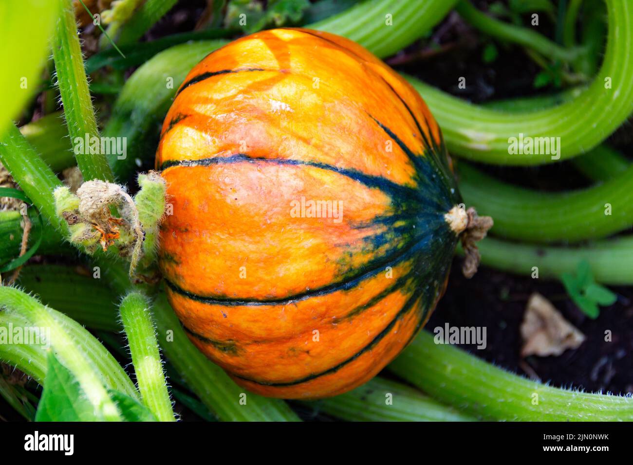 variety of trunk squash of yellow and orange colors in the garden Stock ...