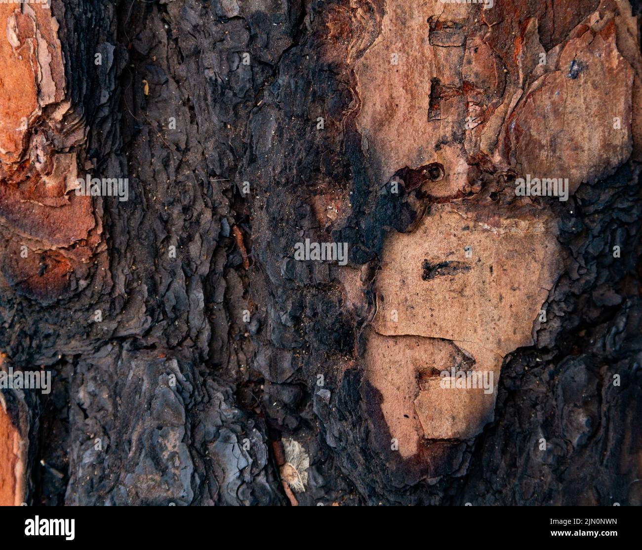 rustic background with pine bark texture Stock Photo - Alamy