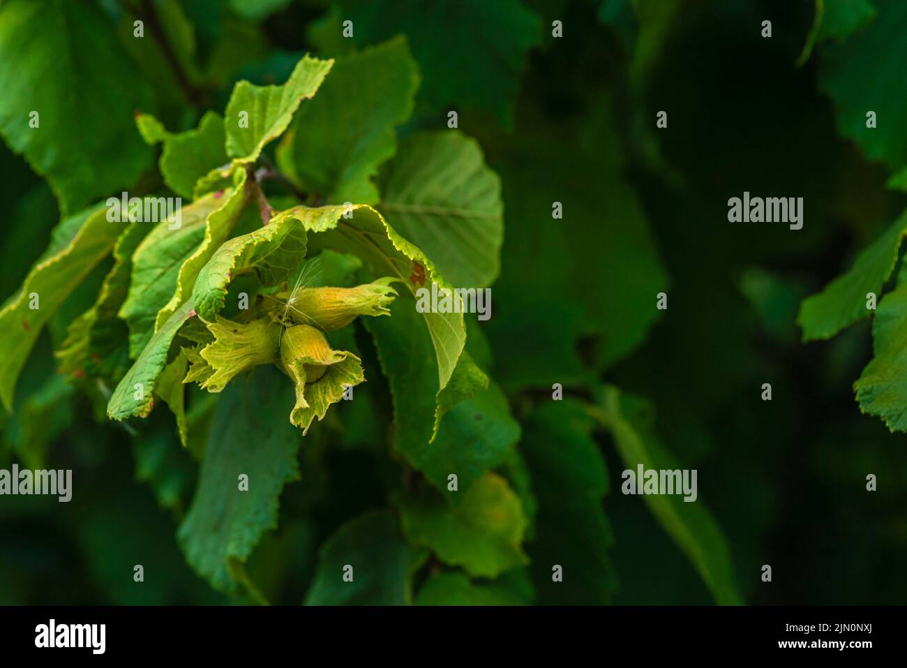 green hazelnut grows on the tree, Moldova Stock Photo - Alamy