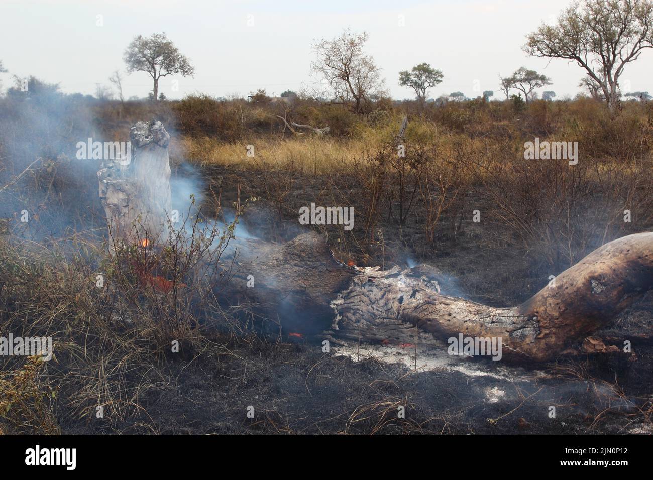 Afrikanischer Busch - Krügerpark - Buschfeuer / African Bush - Kruger ...