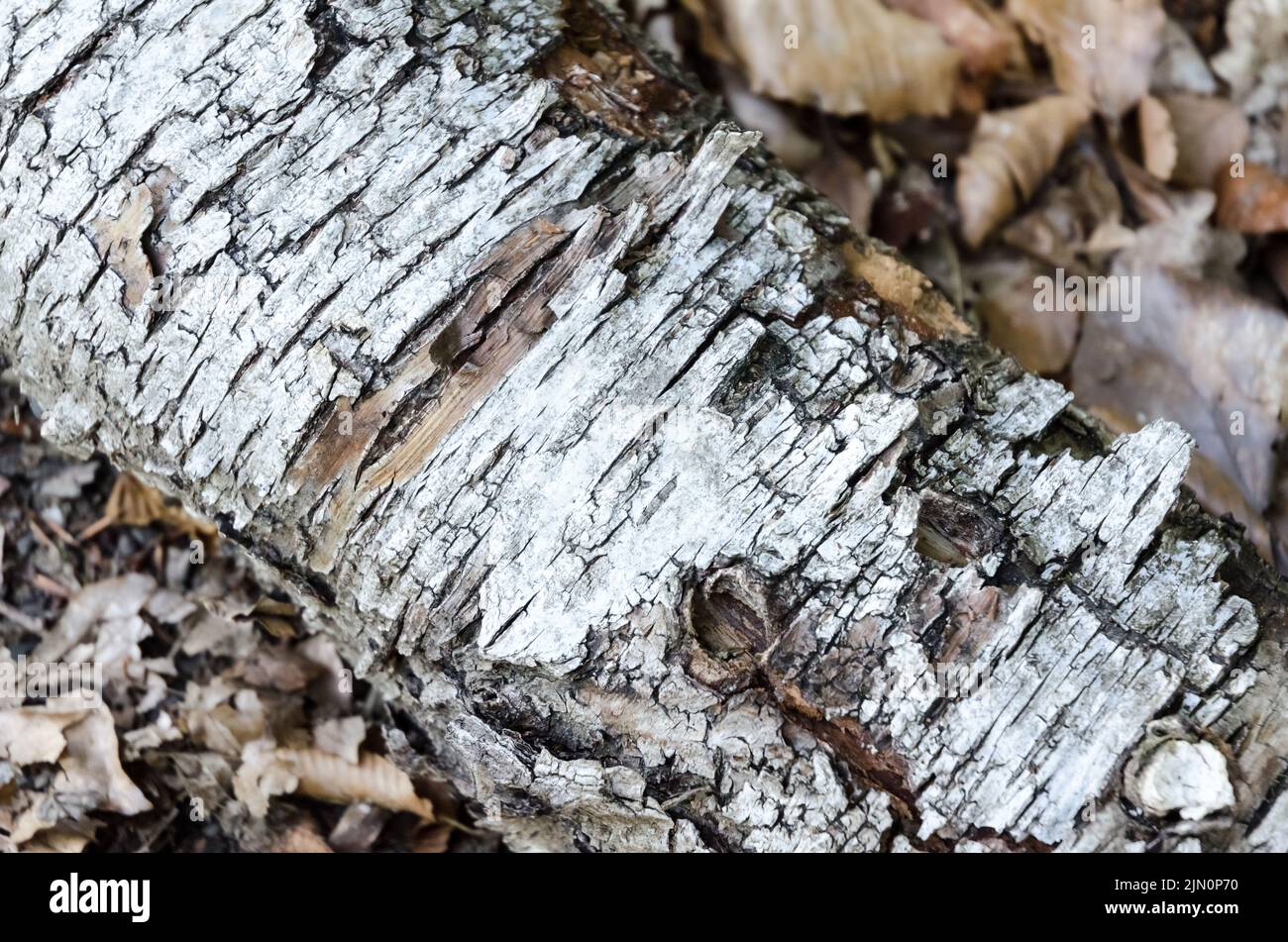 White bark tree hi-res stock photography and images - Alamy