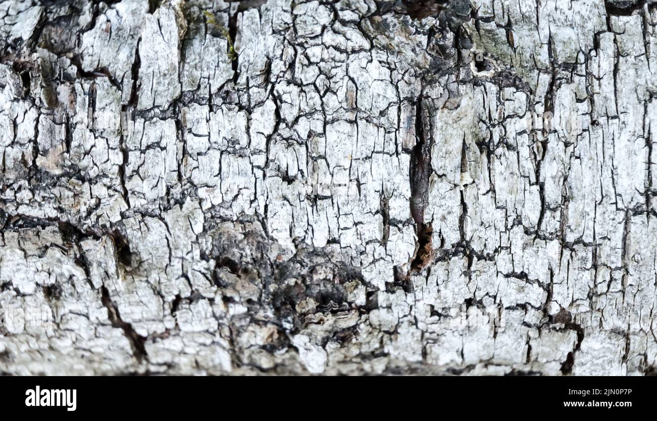 Birch (Betula) hardwood tree trunk on the forest ground with white bark ...