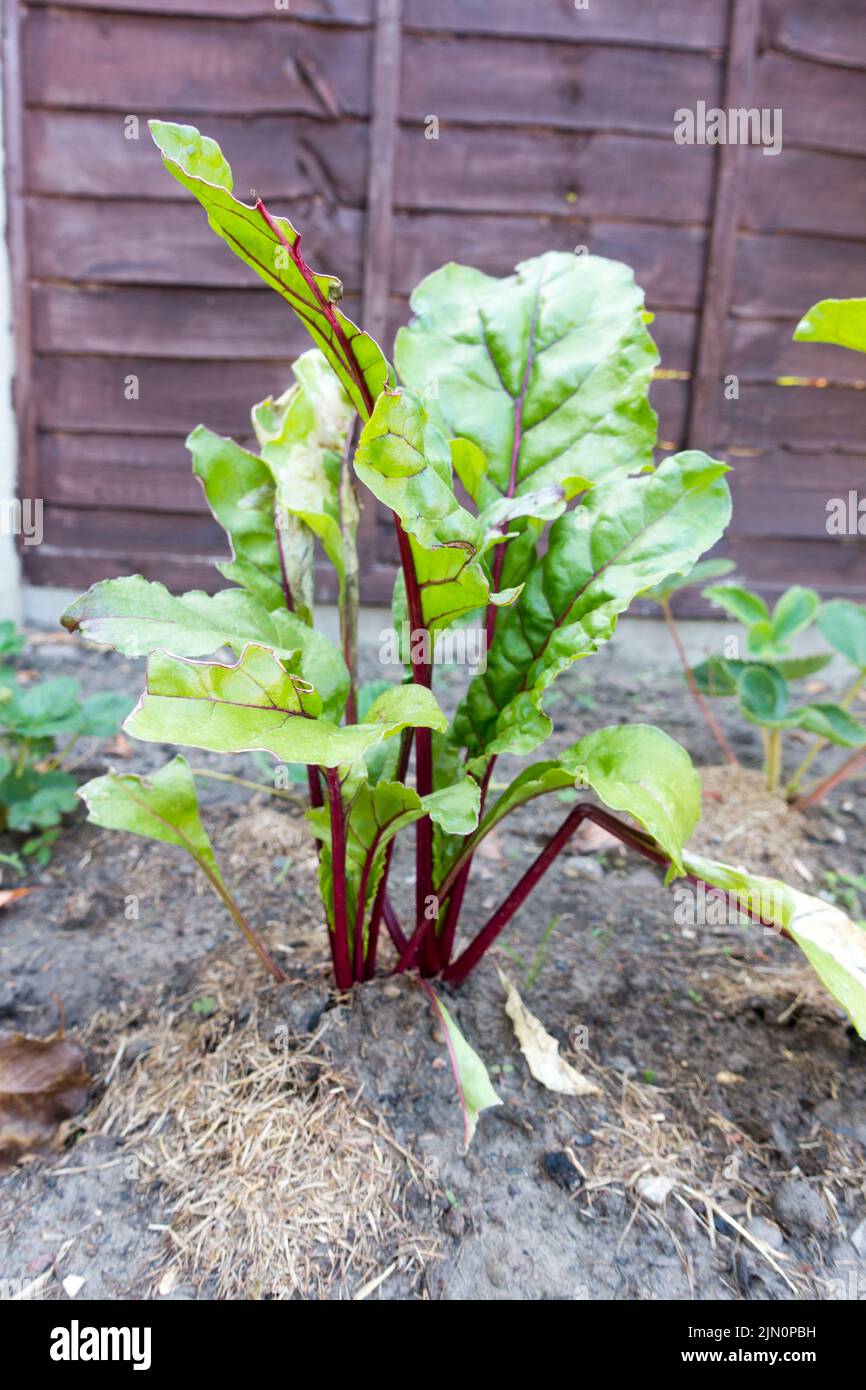 Single Beta vulgaris subsp Beetroot plant in home garden Stock Photo ...
