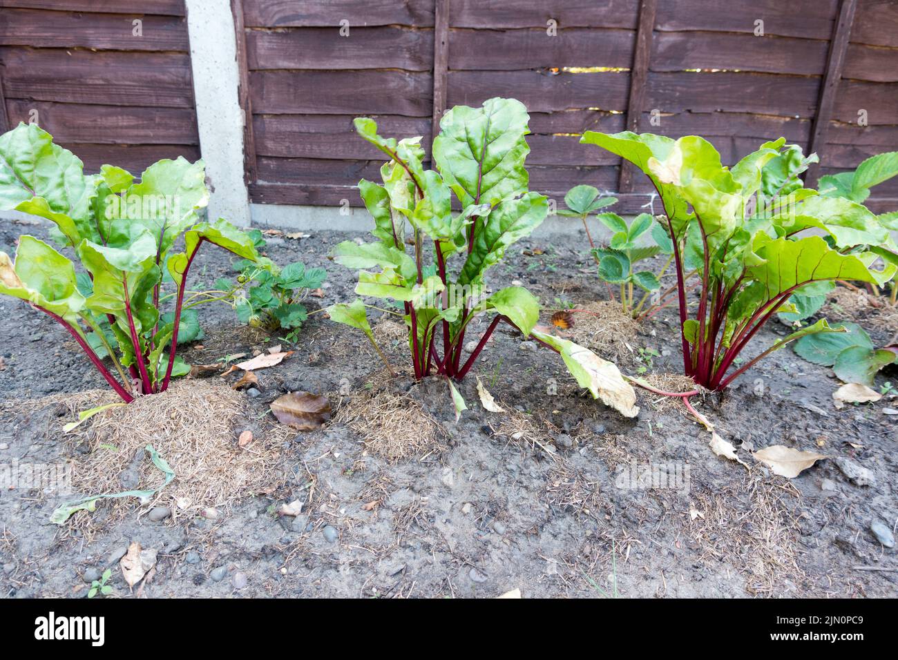 Beta vulgaris subsp Beetroot plant in home garden Stock Photo - Alamy