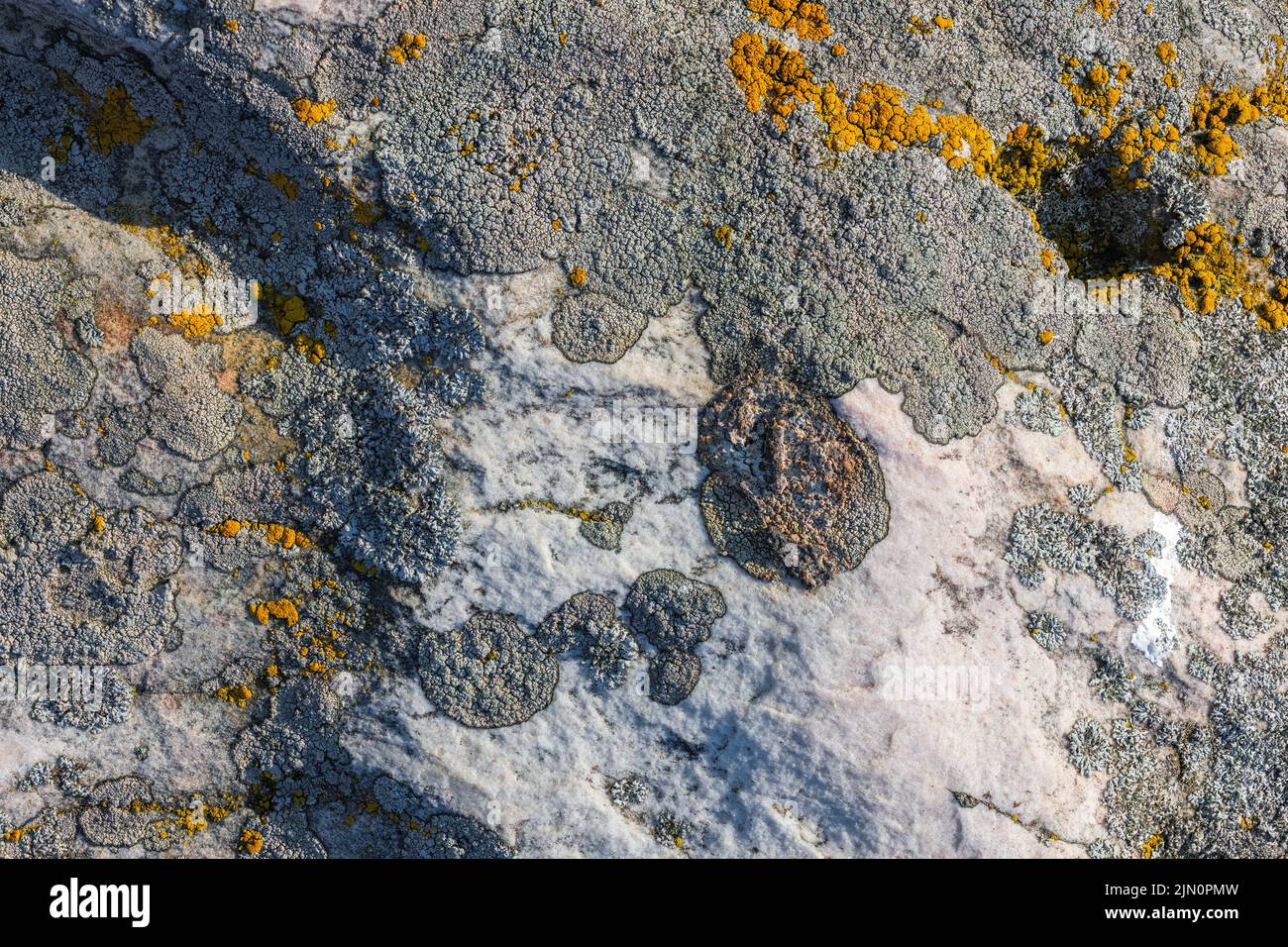 lichen presumably on quartzite sandstone surface under direct sunlight ...