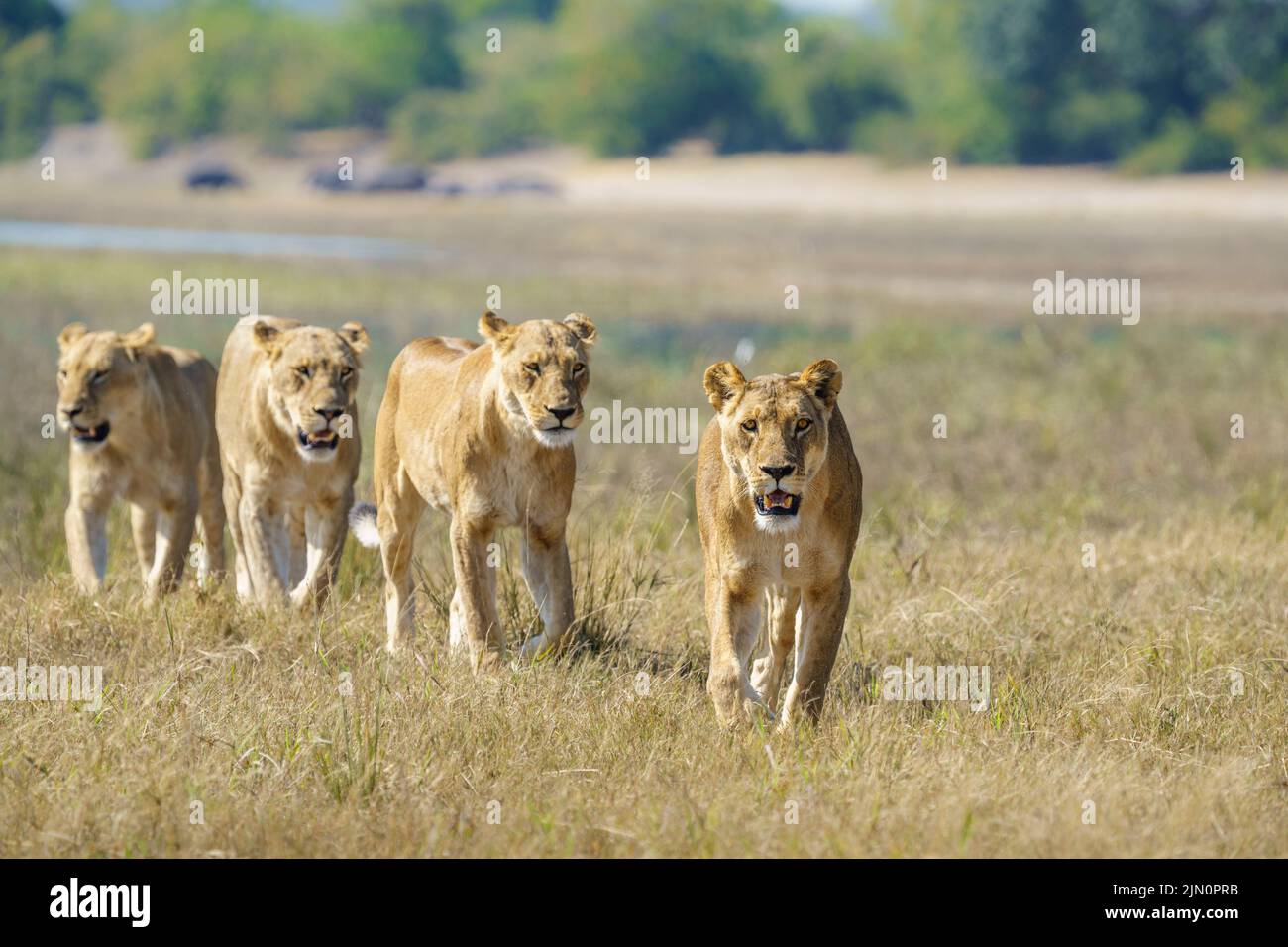 Lionesses (Panthera leo) 4 adult females walk in a row towards camera ...