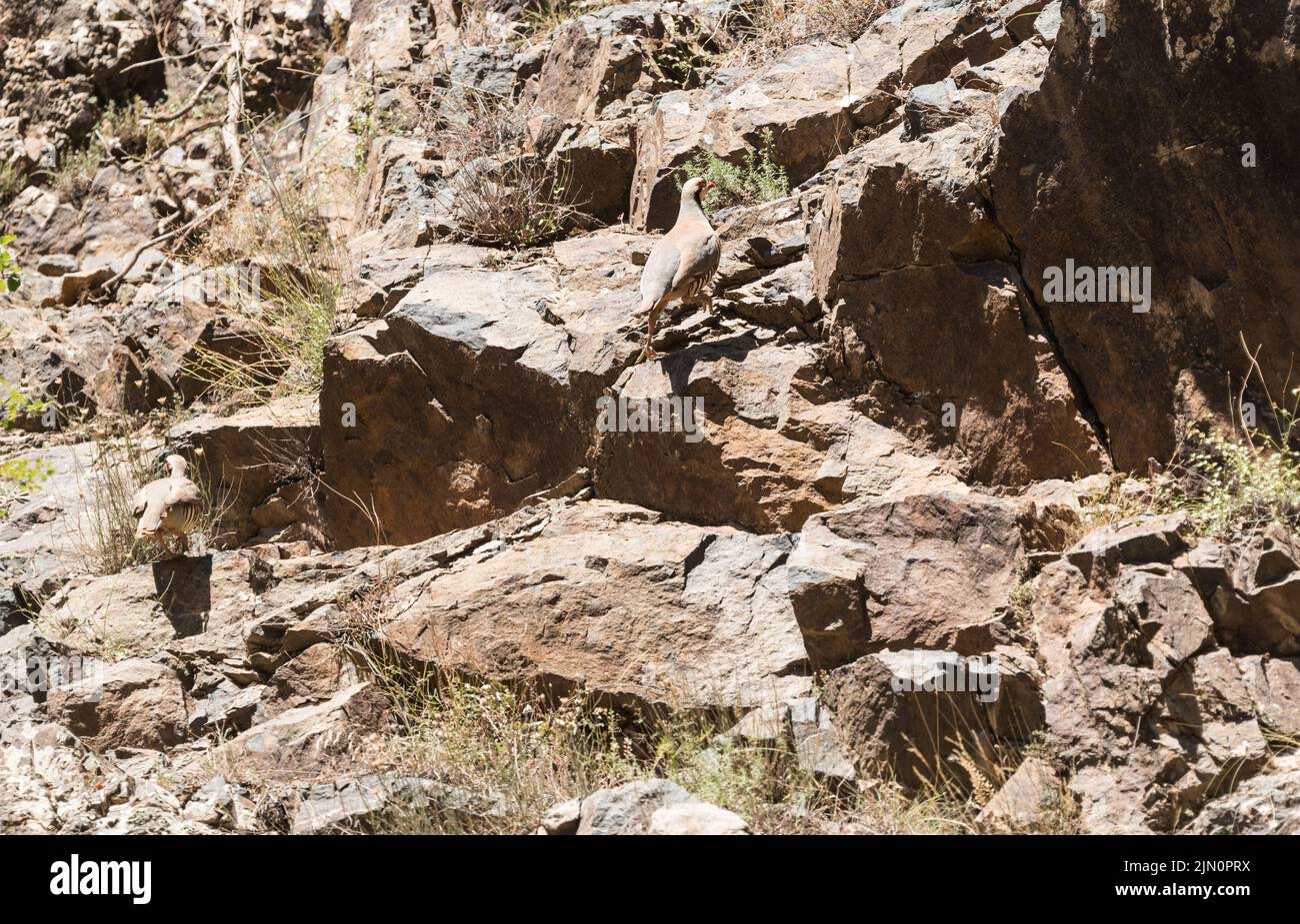 Perdiz chukar hi-res stock photography and images - Alamy
