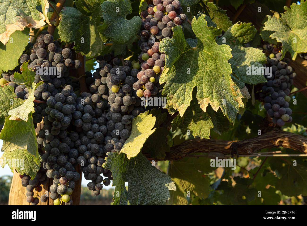 Purple winemaking hi-res stock photography and images - Alamy