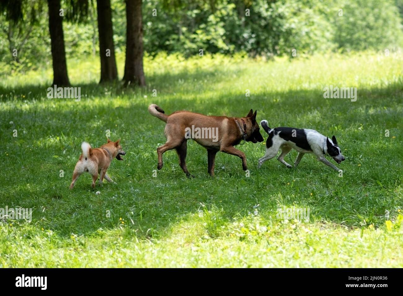Group play of dogs of different breeds in the park. High quality photo ...