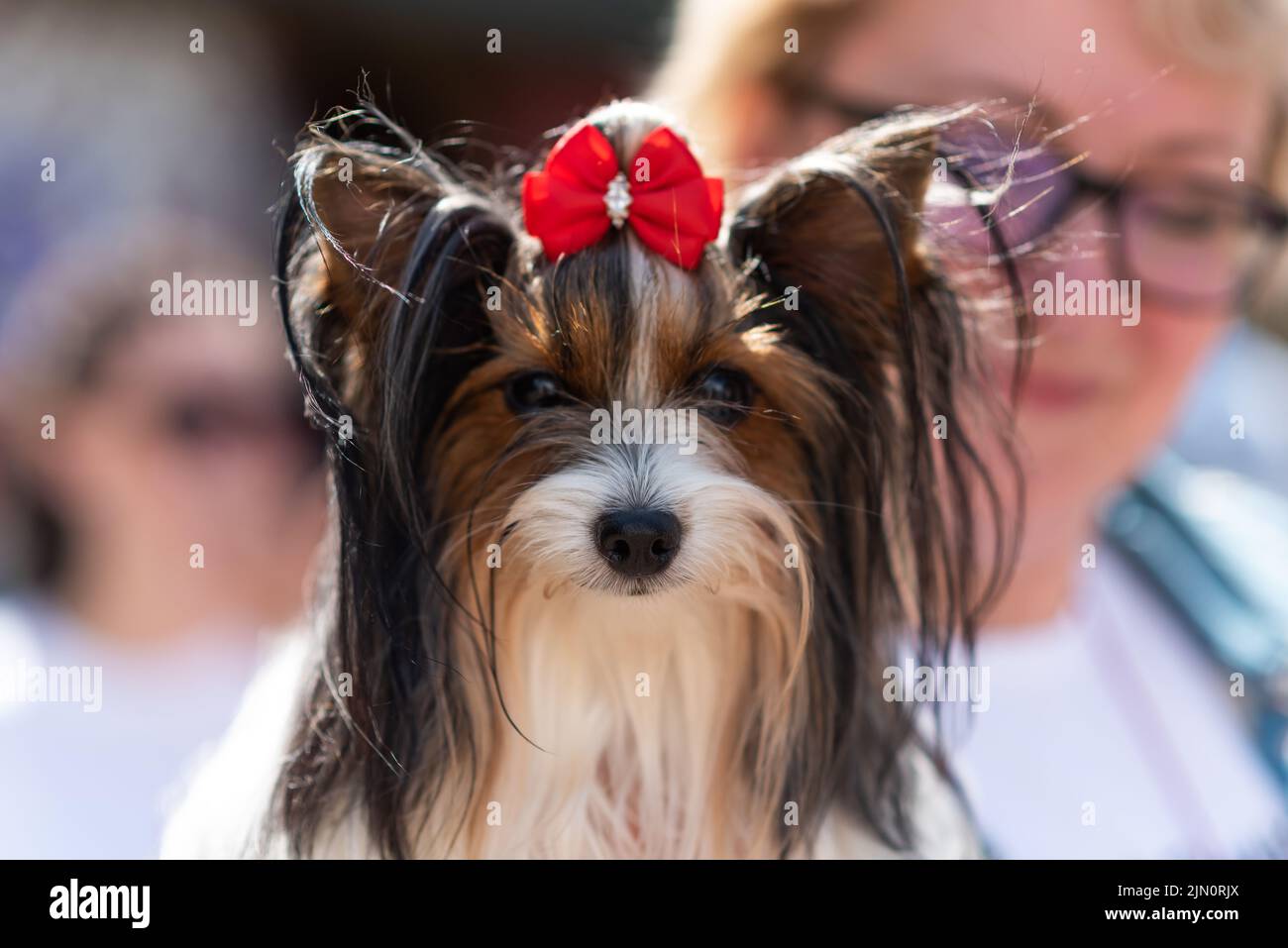 Beautiful Yorkshire Terrier, Biewer, with a bright red bow in his bangs ...