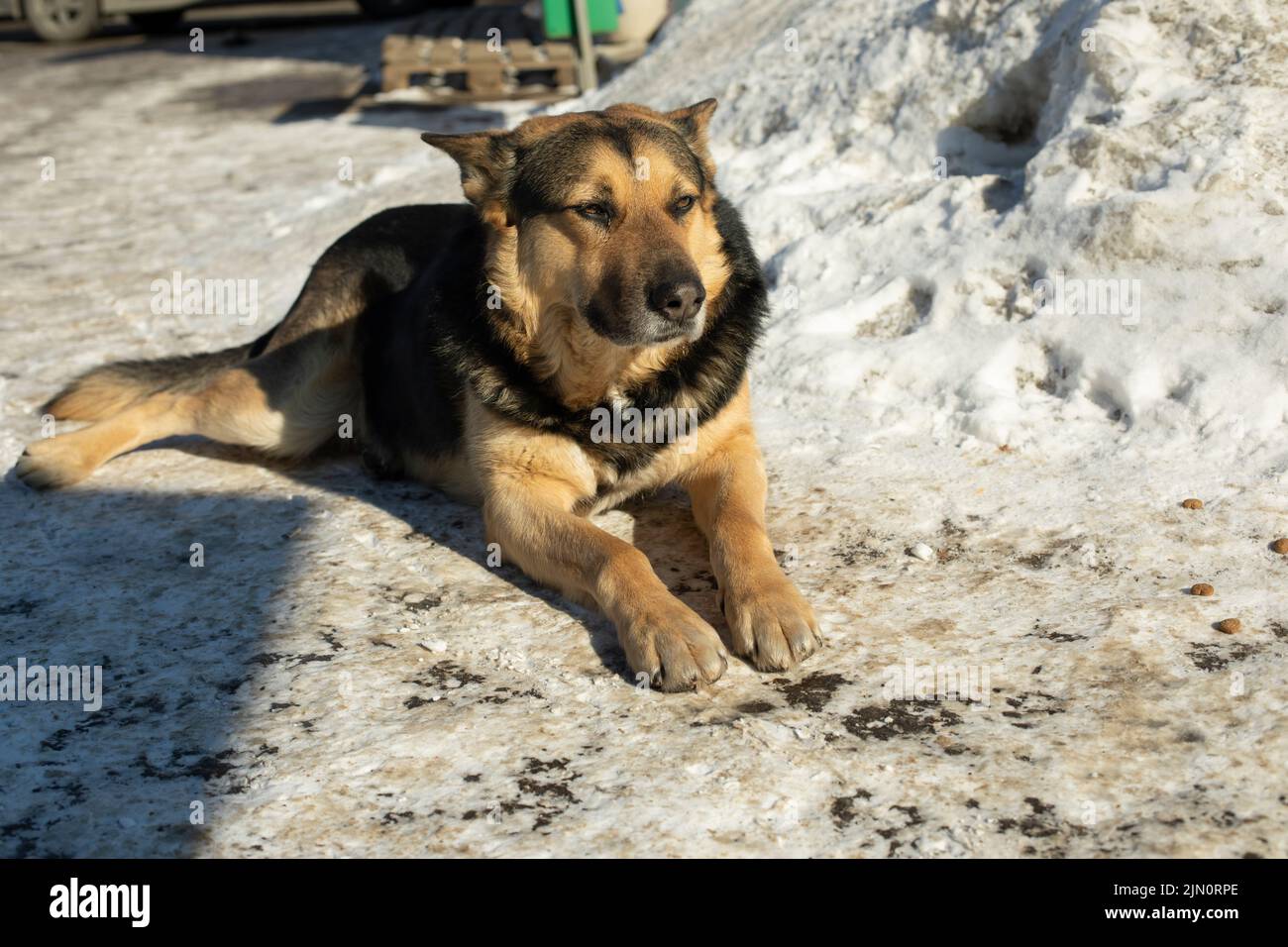 Canine details hi-res stock photography and images - Alamy
