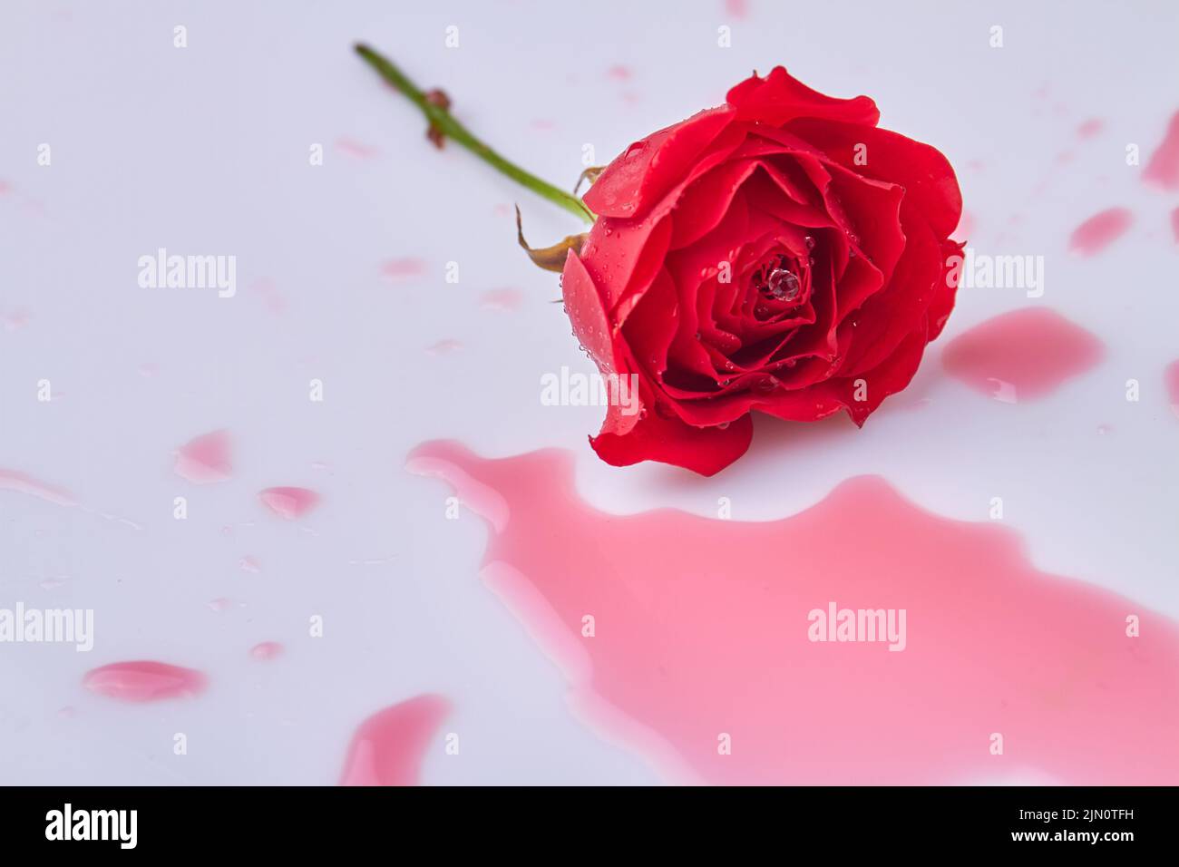 Red wet rose flower and liquid on white surface. Red puddle from rose ...