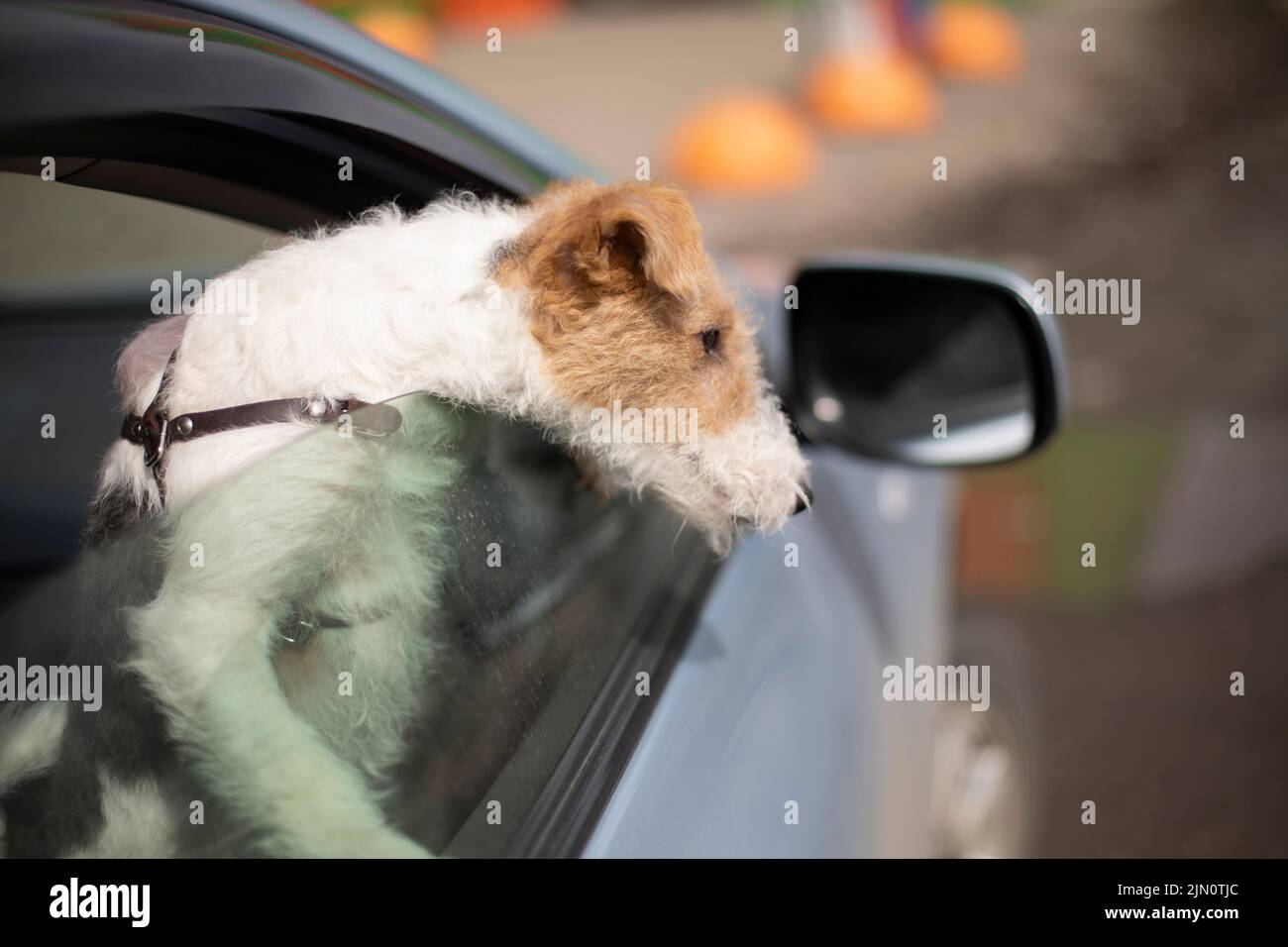Dog looks out of car window. Small breed dog in transport. Pet looks ...